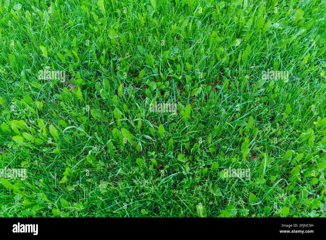 green summer meadow abstract texture with flowers and grass Stock Photo ...