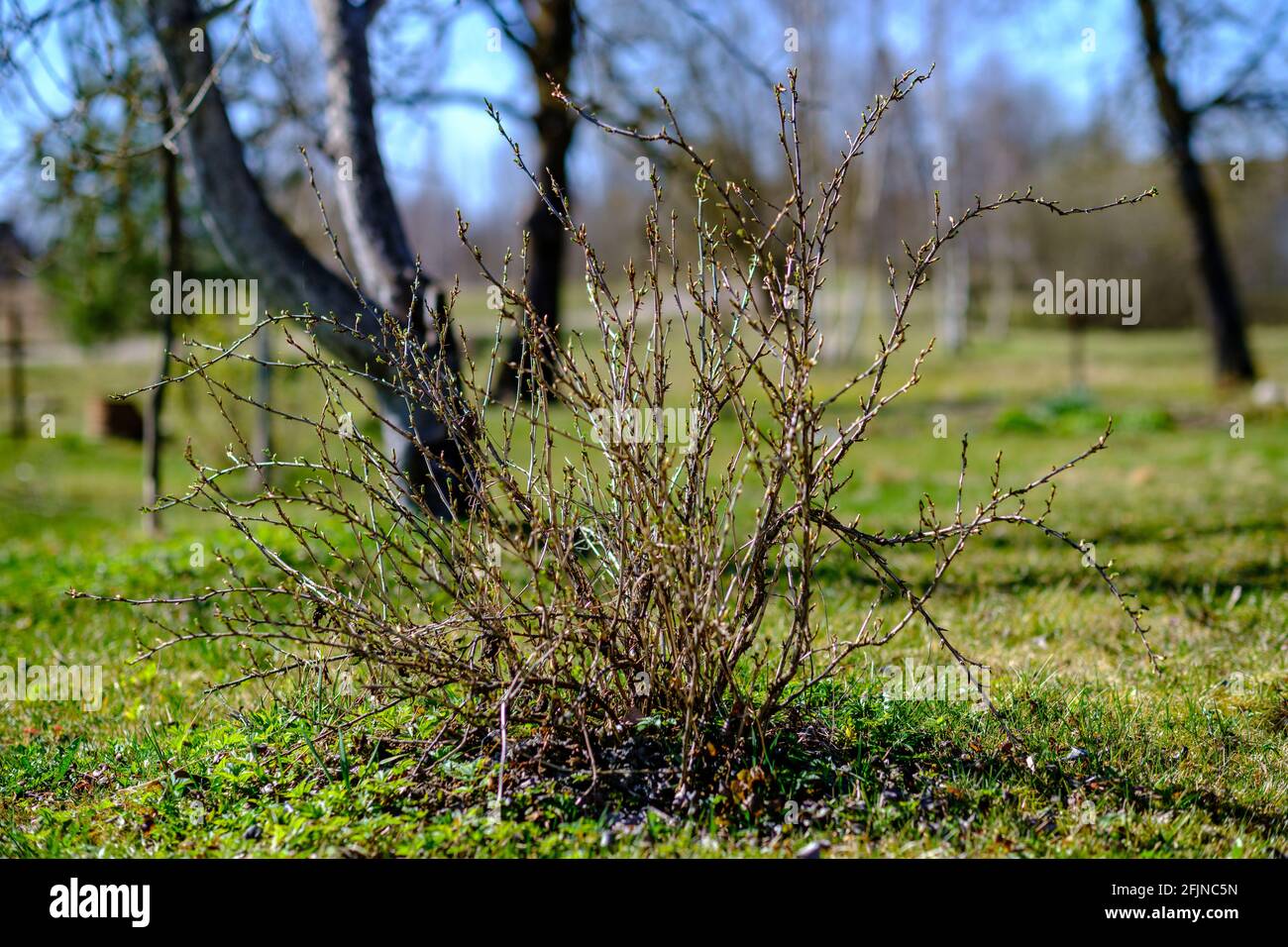 small tree branches in spring on neutral blur background. abstract with ...