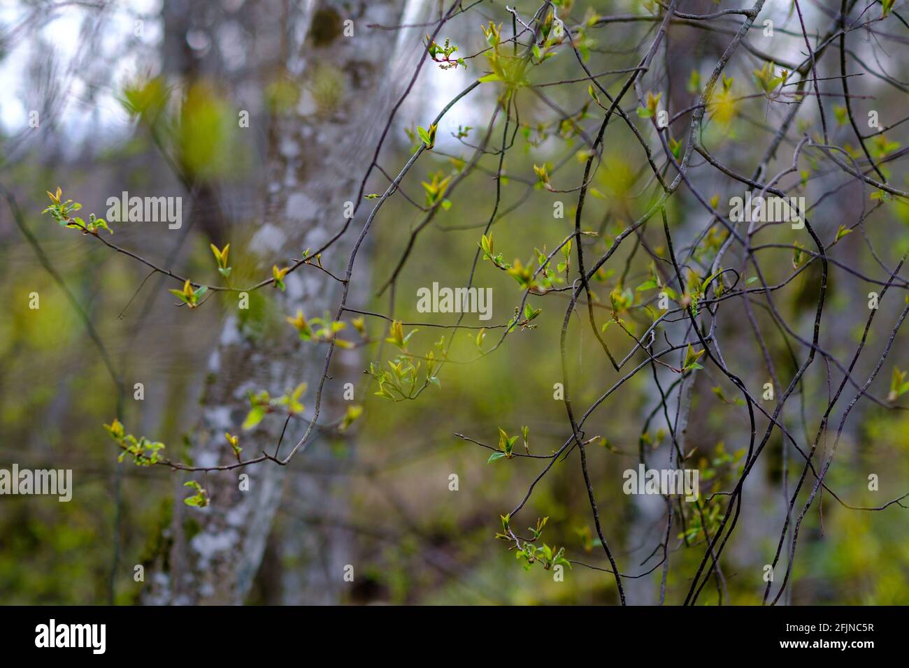 small tree branches in spring on neutral blur background. abstract with ...