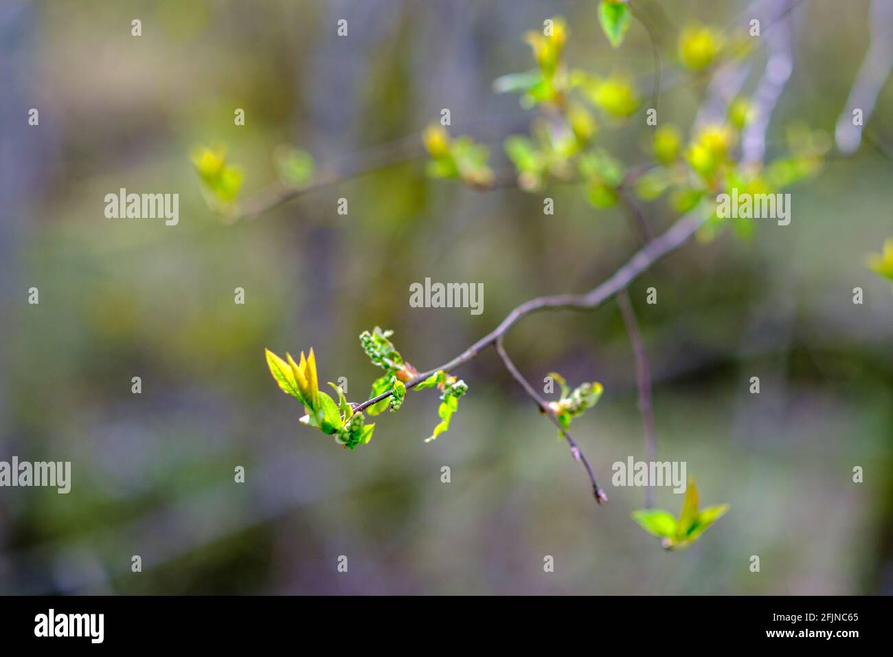 small tree branches in spring on neutral blur background. abstract with ...