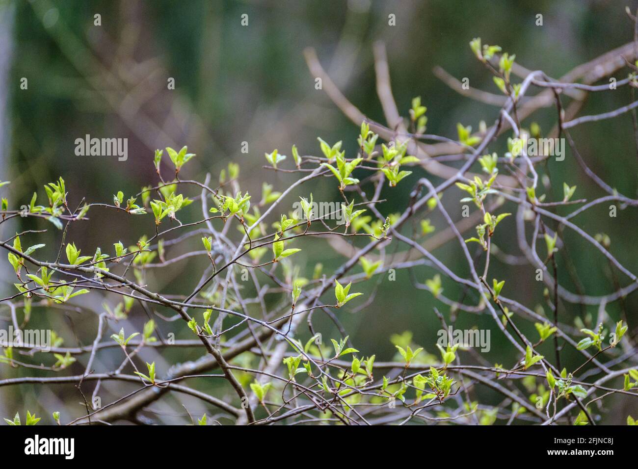 small tree branches in spring on neutral blur background. abstract with ...