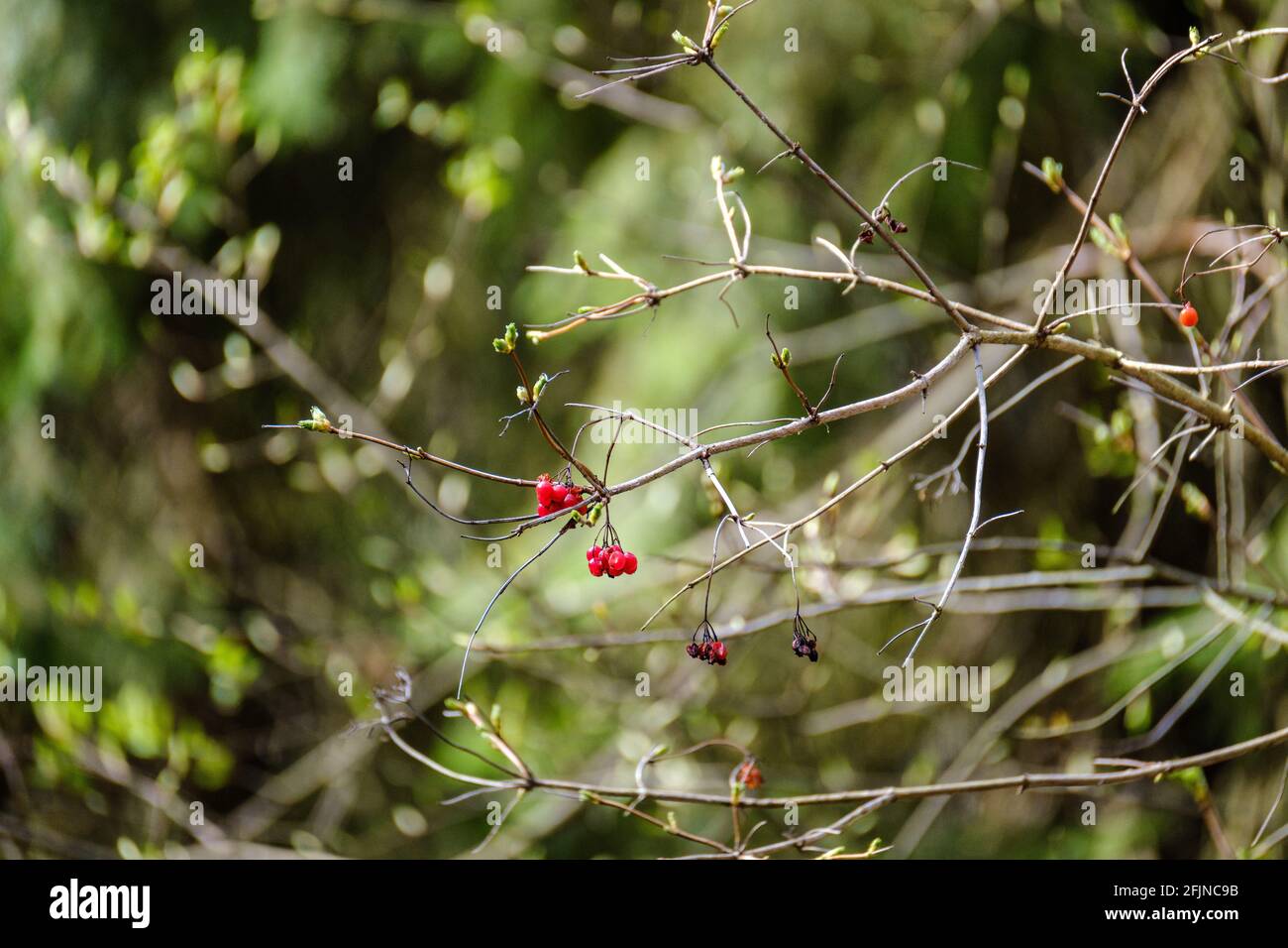 small tree branches in spring on neutral blur background. abstract with ...