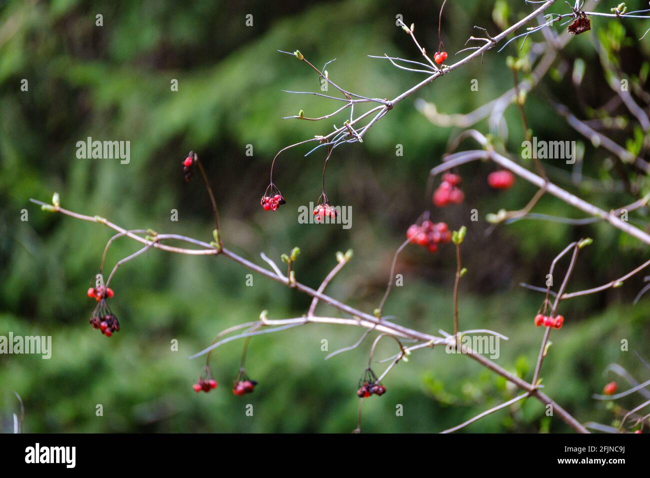 small tree branches in spring on neutral blur background. abstract with ...