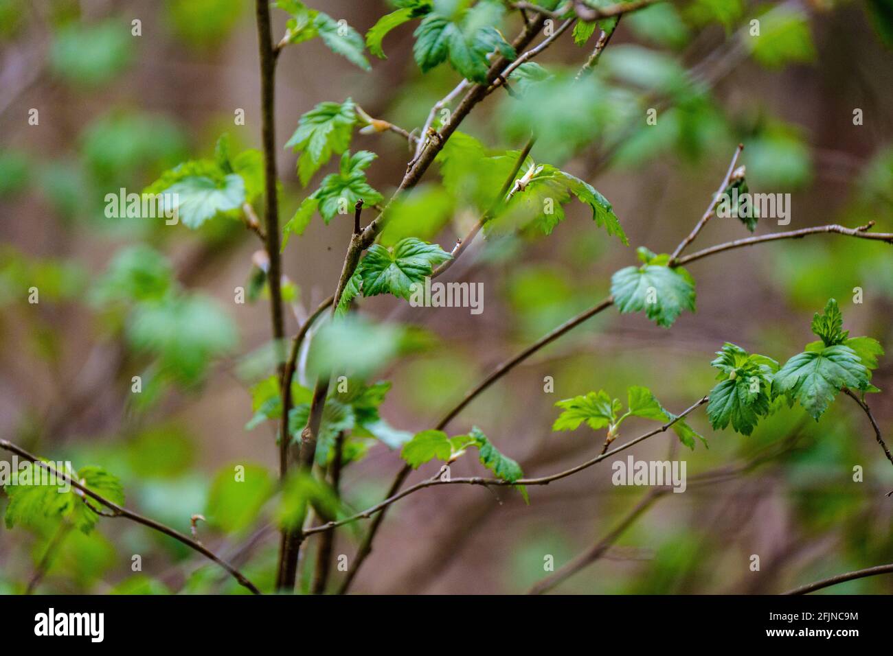 small tree branches in spring on neutral blur background. abstract with ...