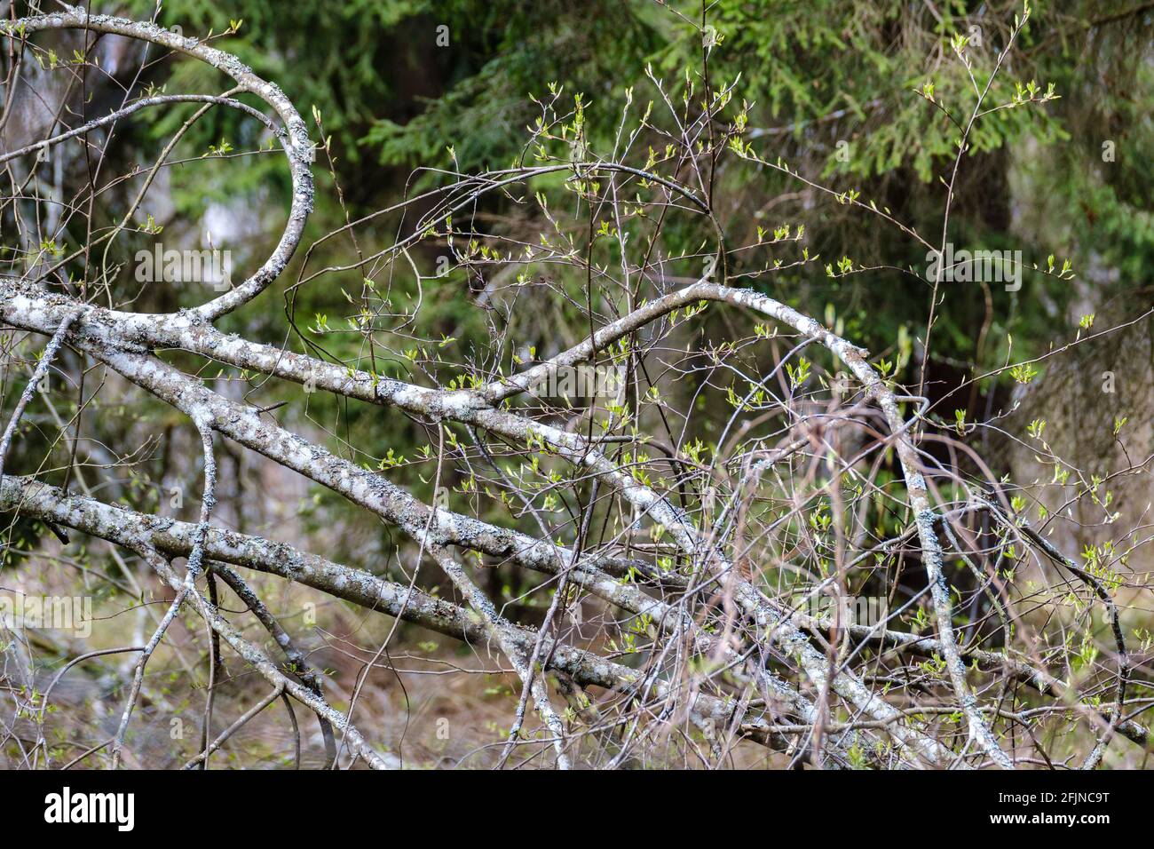 small tree branches in spring on neutral blur background. abstract with ...
