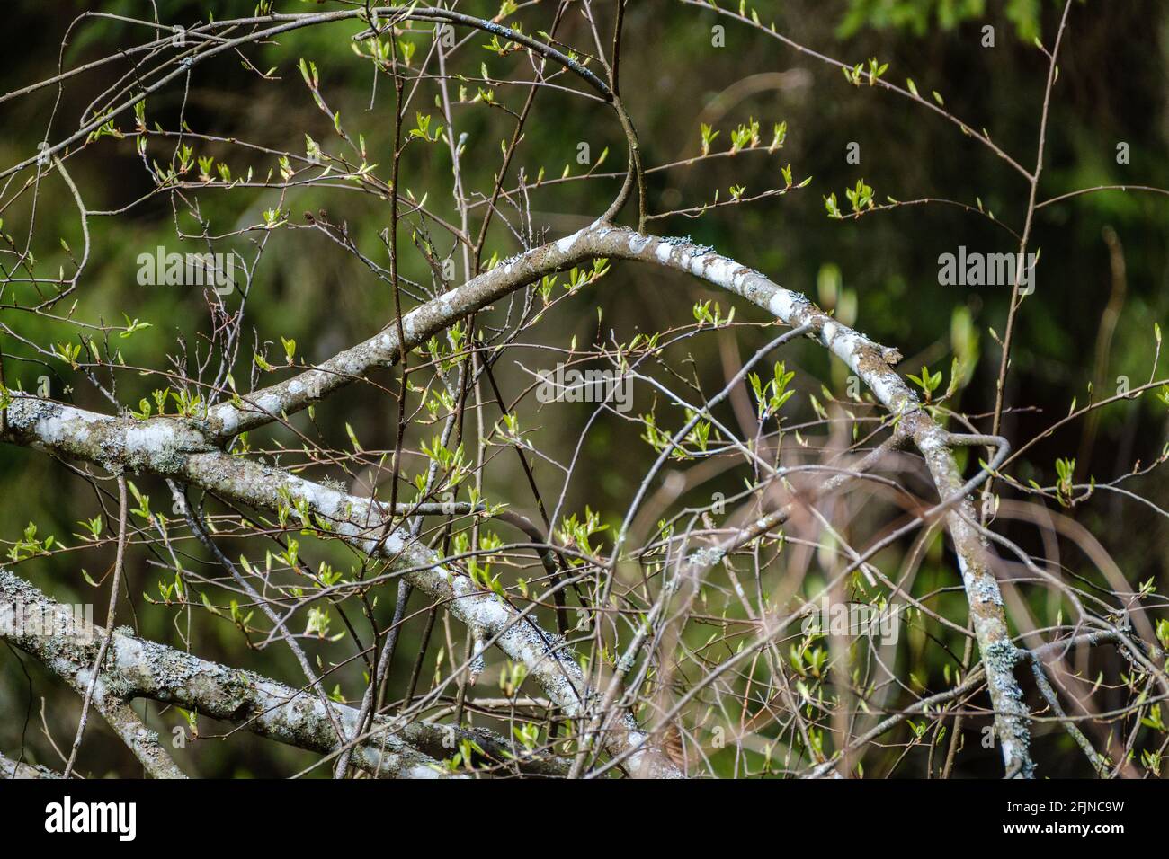 small tree branches in spring on neutral blur background. abstract with ...