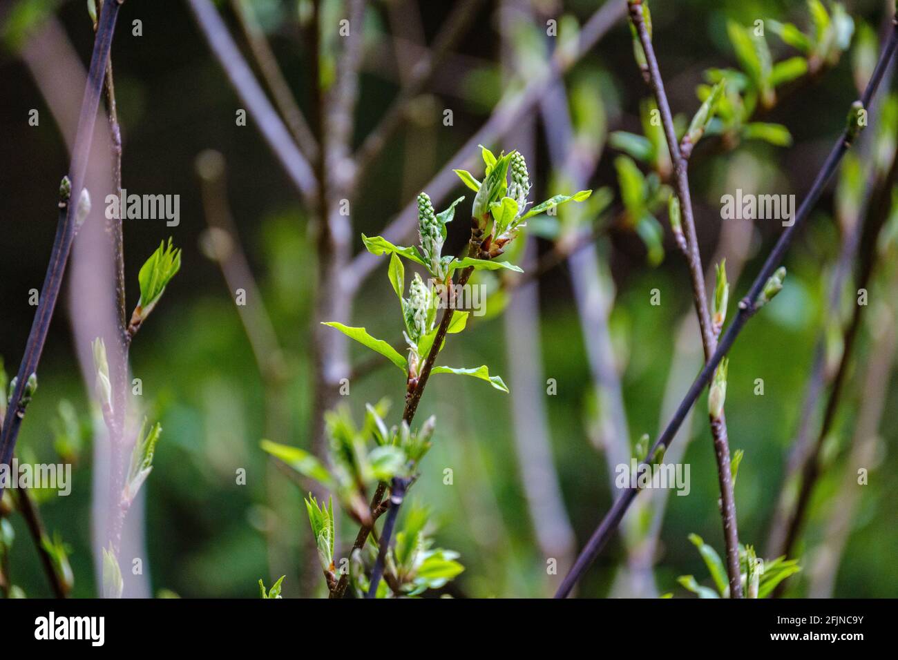 small tree branches in spring on neutral blur background. abstract with ...
