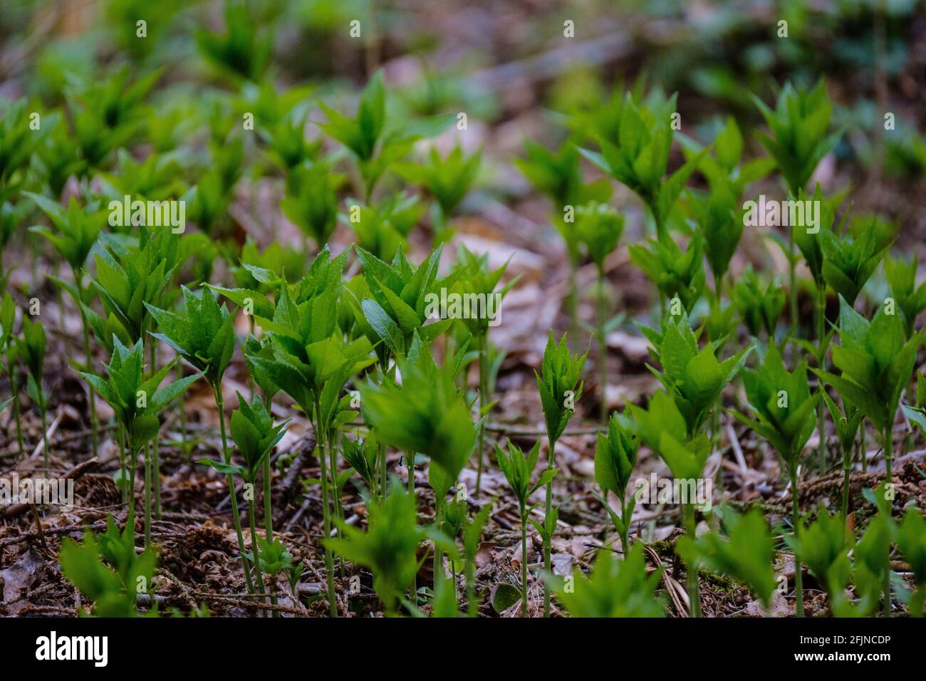 green summer meadow abstract texture with flowers and grass Stock Photo ...