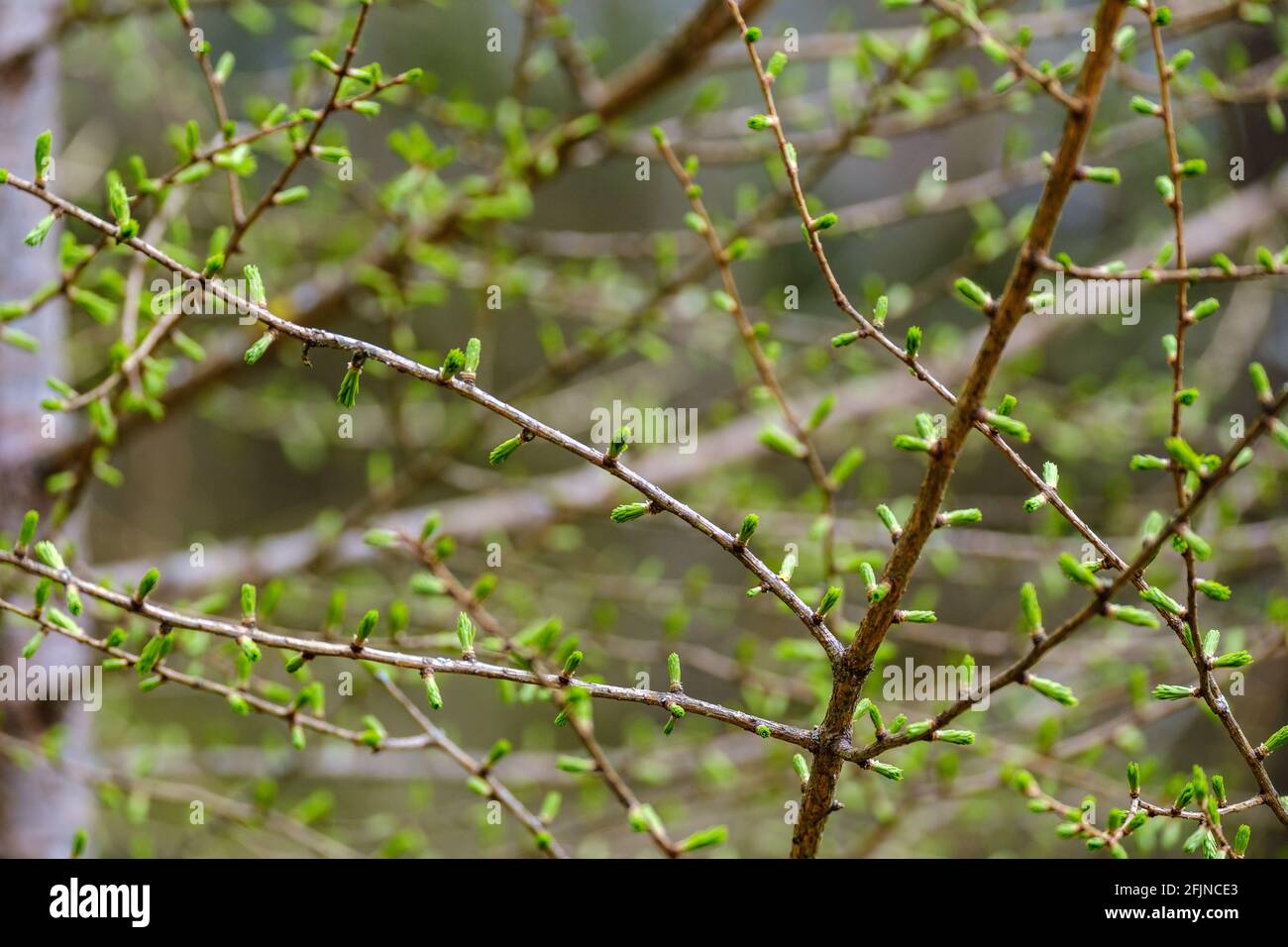 small tree branches in spring on neutral blur background. abstract with ...