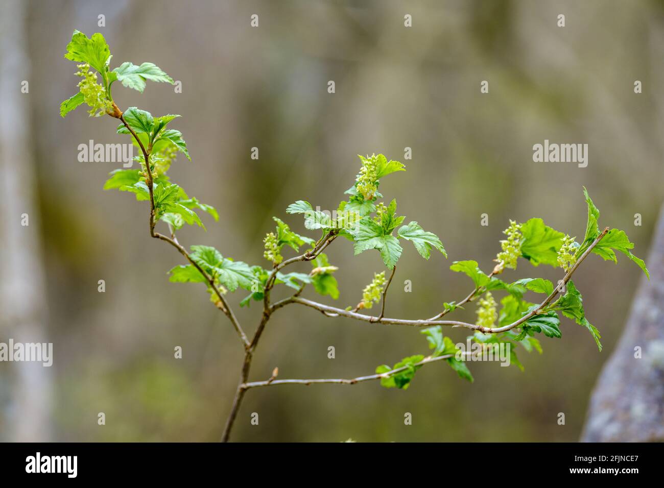 small tree branches in spring on neutral blur background. abstract with ...