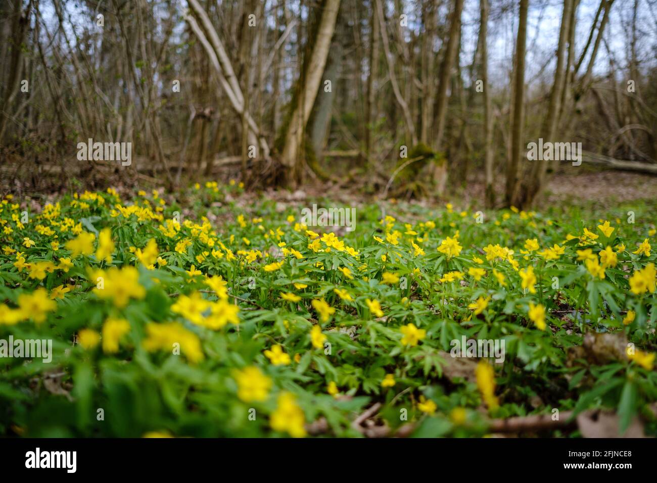 green summer meadow abstract texture with flowers and grass Stock Photo ...
