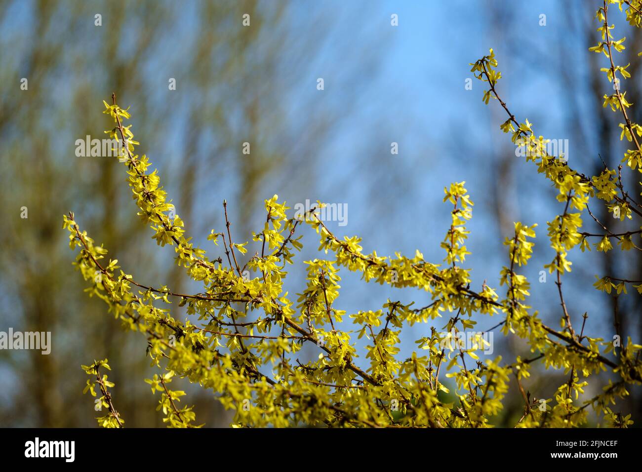 small tree branches in spring on neutral blur background. abstract with ...