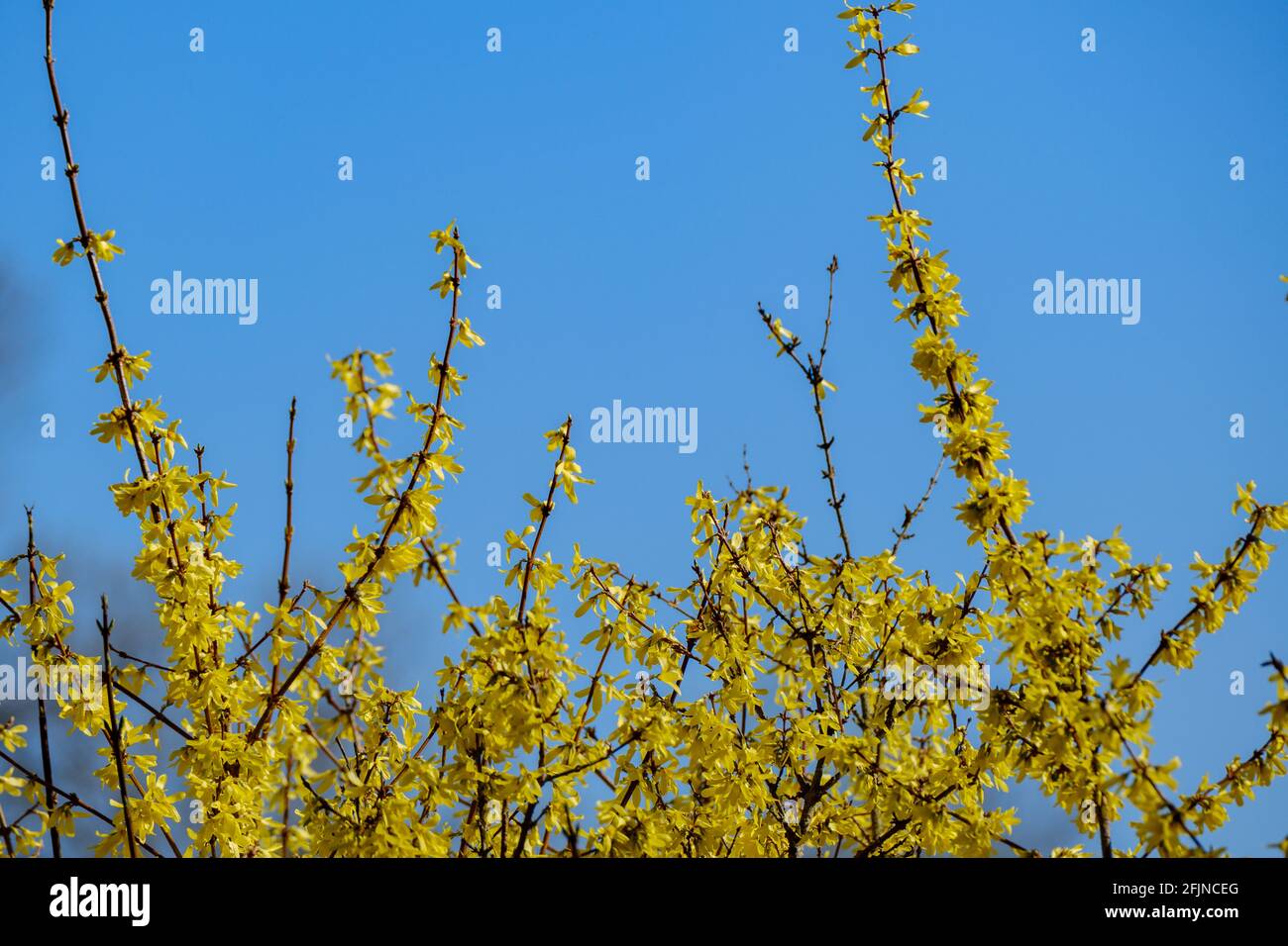 small tree branches in spring on neutral blur background. abstract with ...