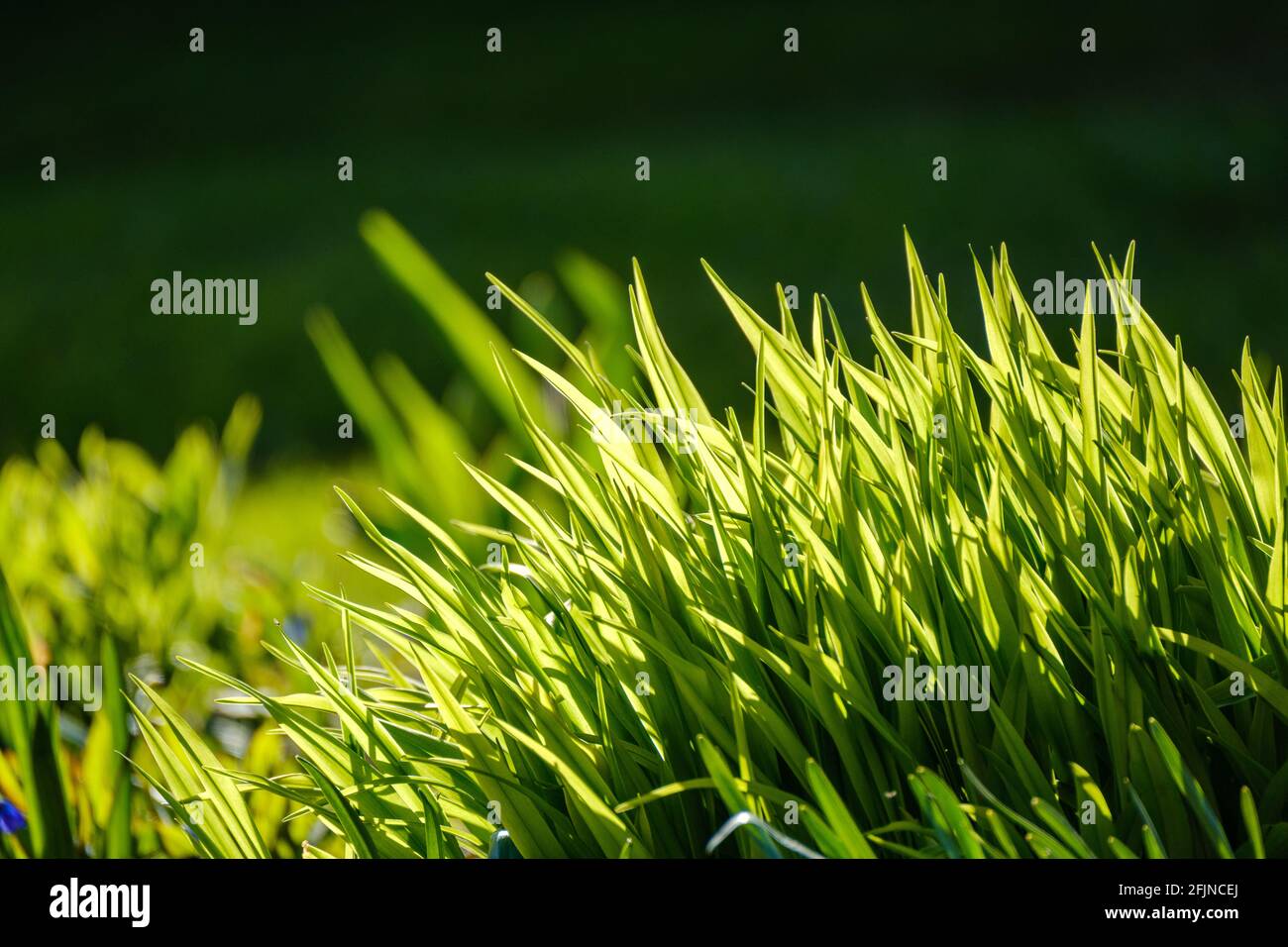 green summer meadow abstract texture with flowers and grass Stock Photo ...