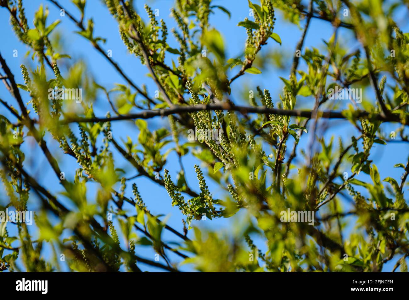 small tree branches in spring on neutral blur background. abstract with ...