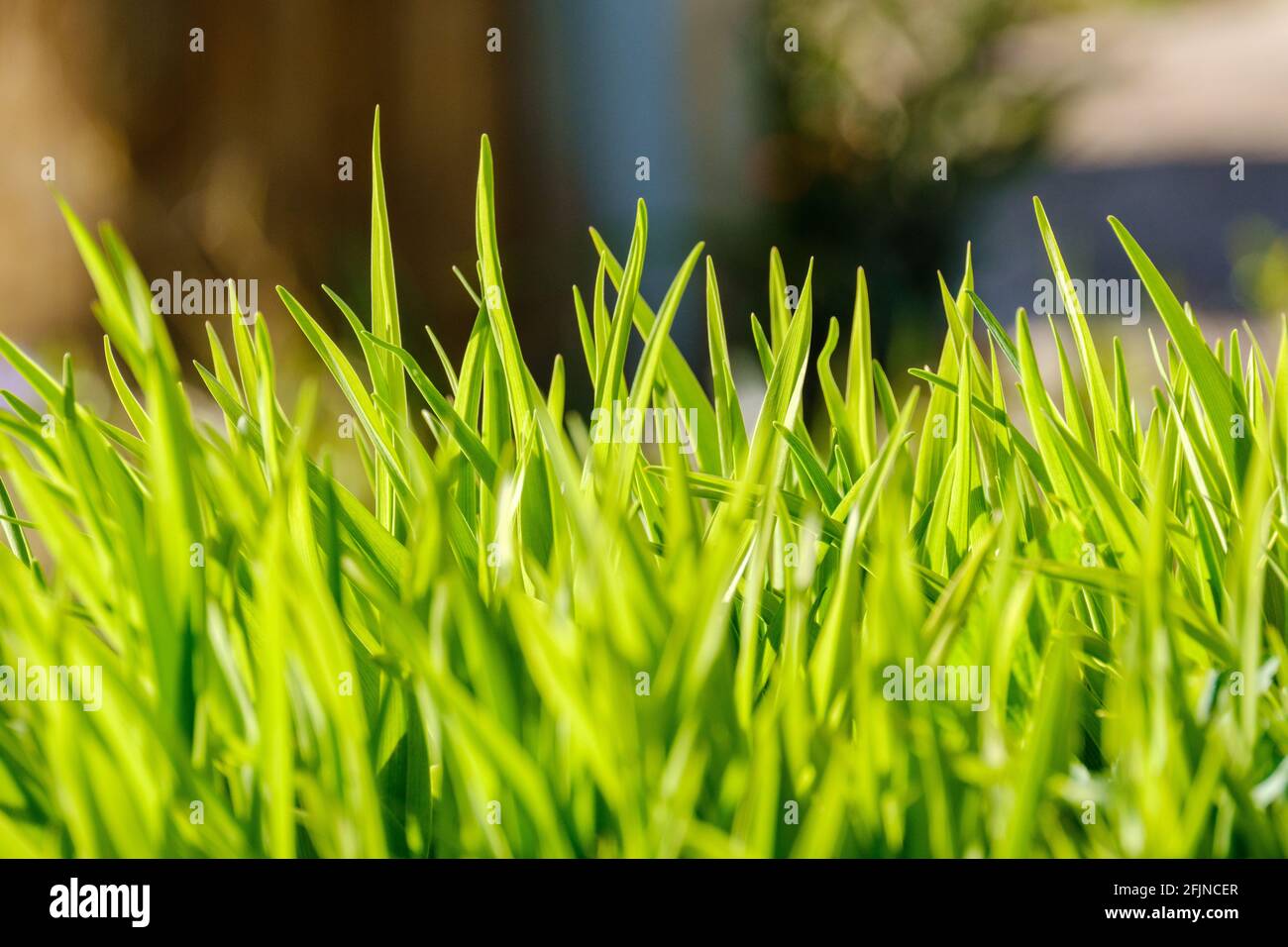 green summer meadow abstract texture with flowers and grass Stock Photo ...
