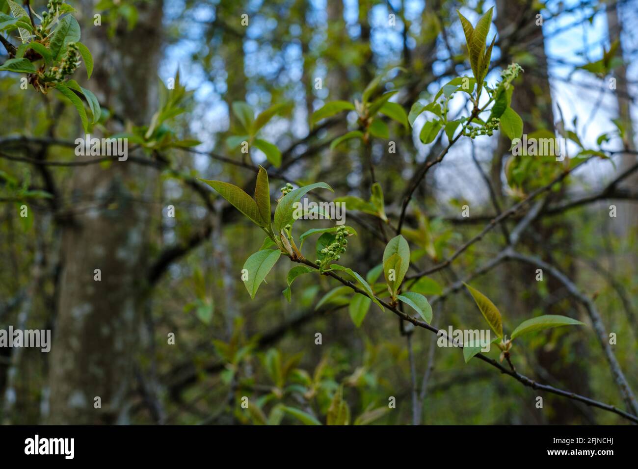 small tree branches in spring on neutral blur background. abstract with ...