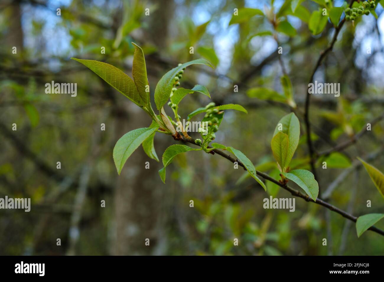 small tree branches in spring on neutral blur background. abstract with ...