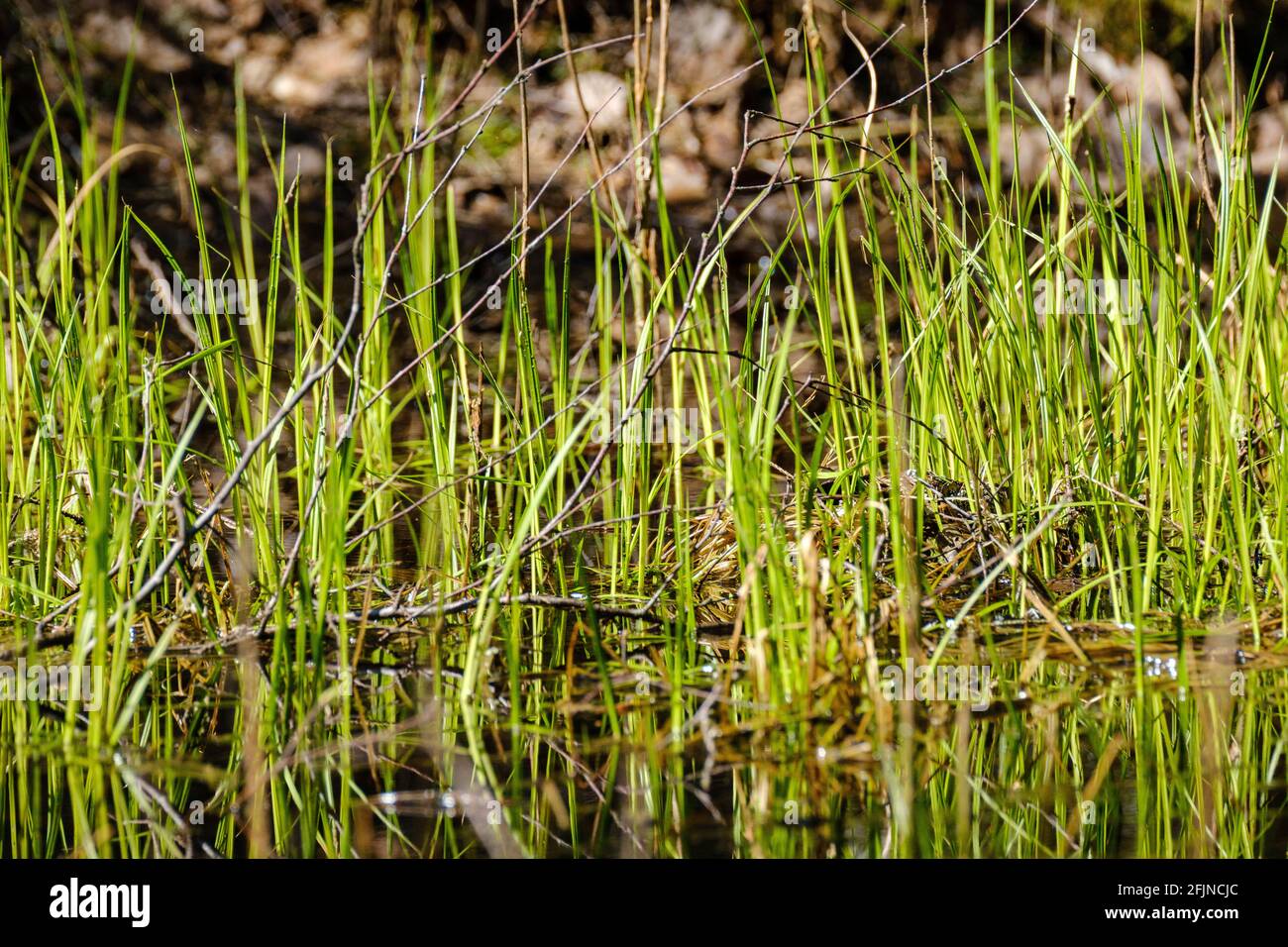 green summer meadow abstract texture with flowers and grass Stock Photo ...