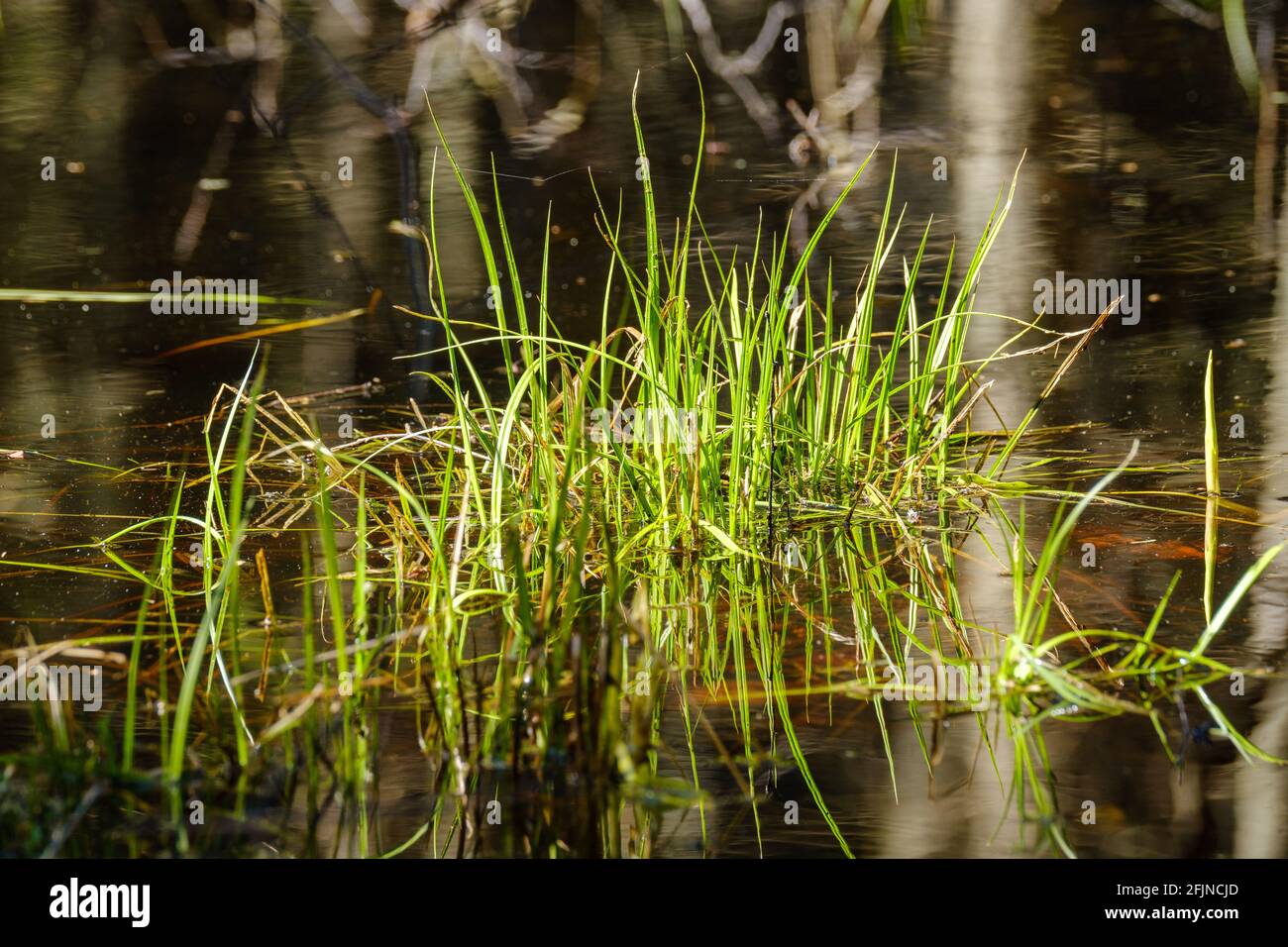 green summer meadow abstract texture with flowers and grass Stock Photo ...