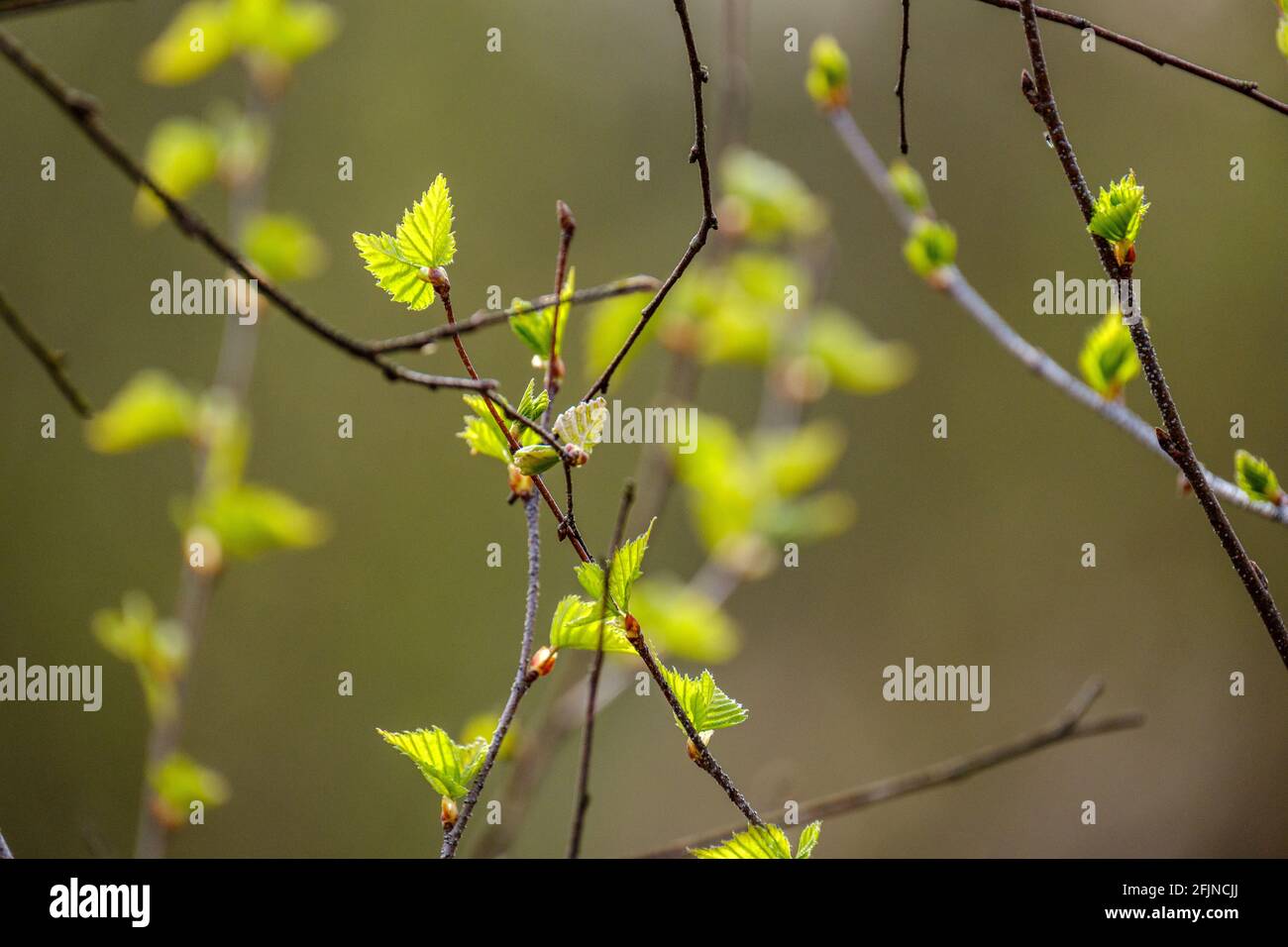 small tree branches in spring on neutral blur background. abstract with ...