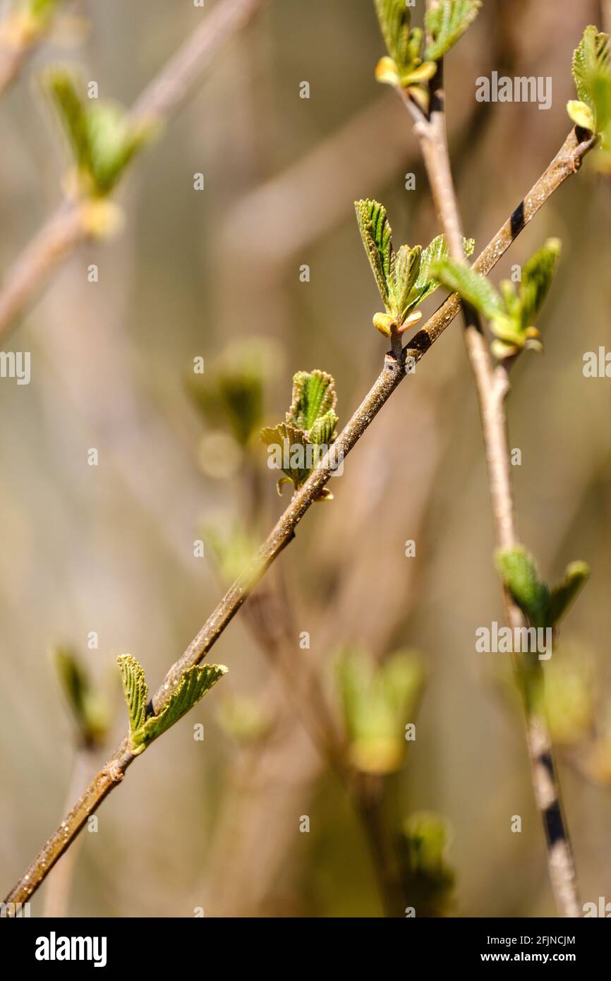 small tree branches in spring on neutral blur background. abstract with ...