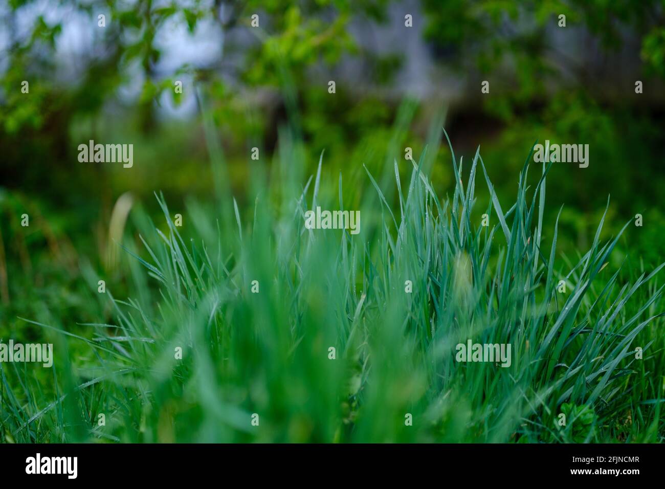 green summer meadow abstract texture with flowers and grass Stock Photo ...