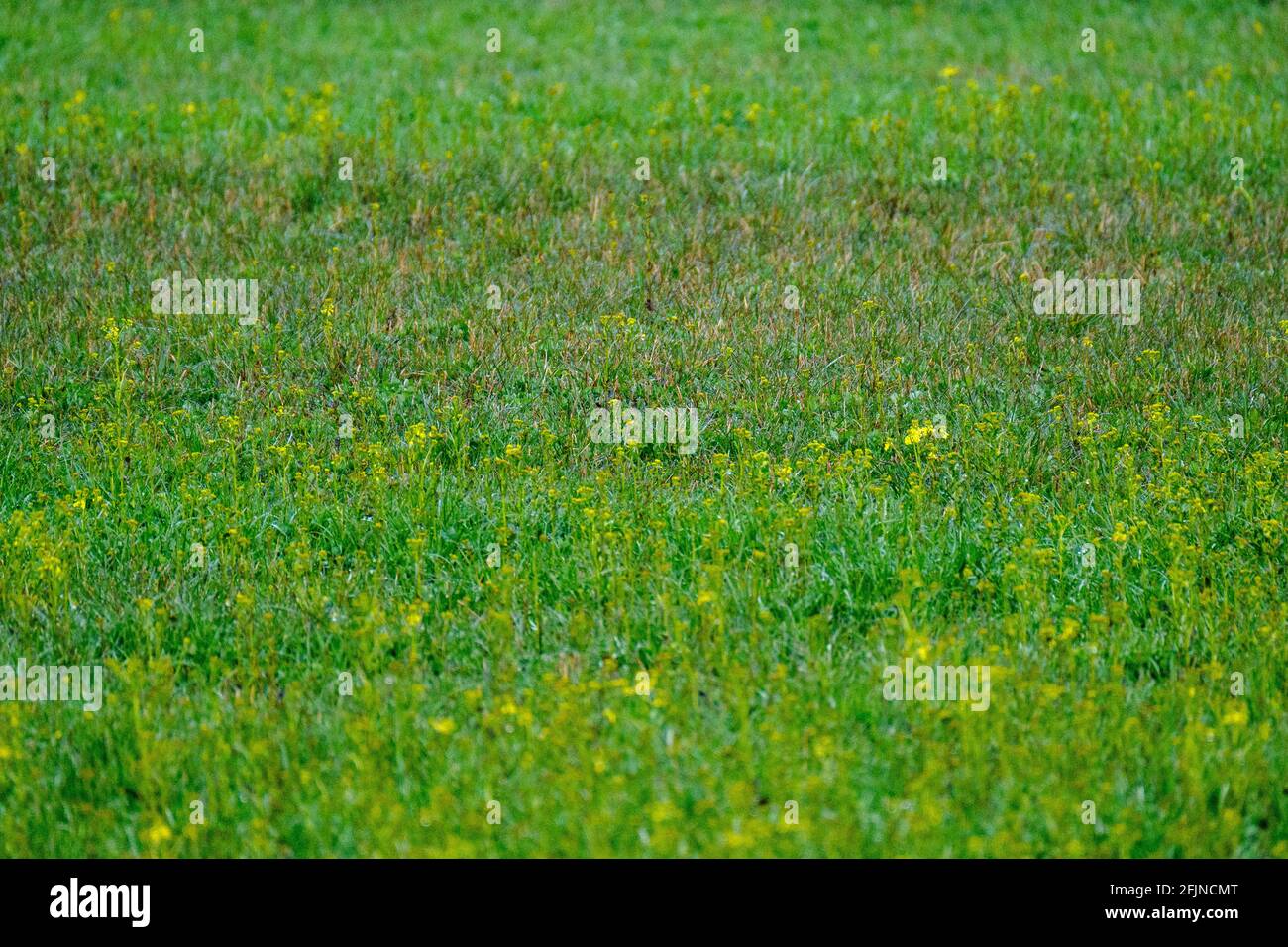 green summer meadow abstract texture with flowers and grass Stock Photo ...