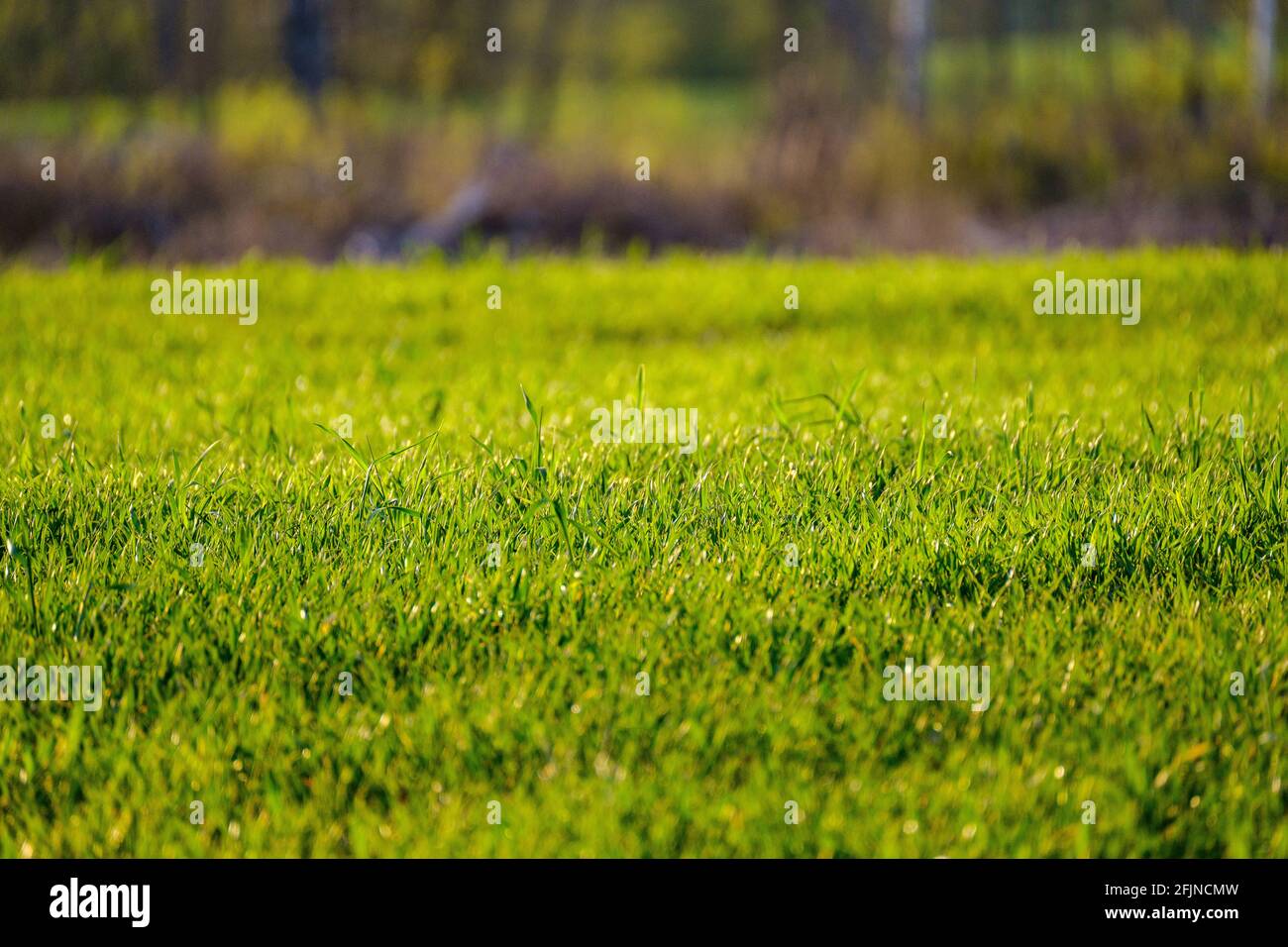 green summer meadow abstract texture with flowers and grass Stock Photo ...