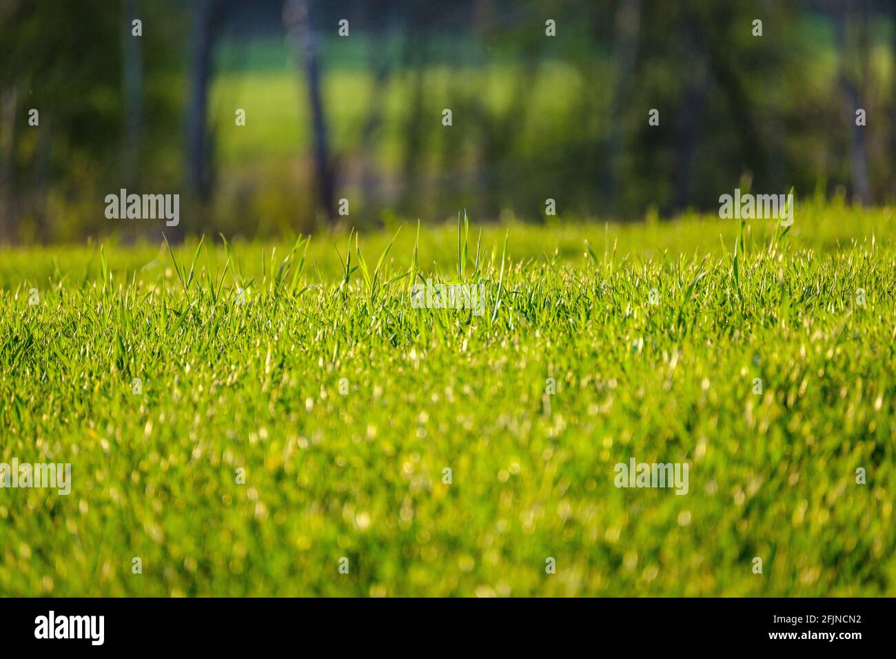 green summer meadow abstract texture with flowers and grass Stock Photo ...