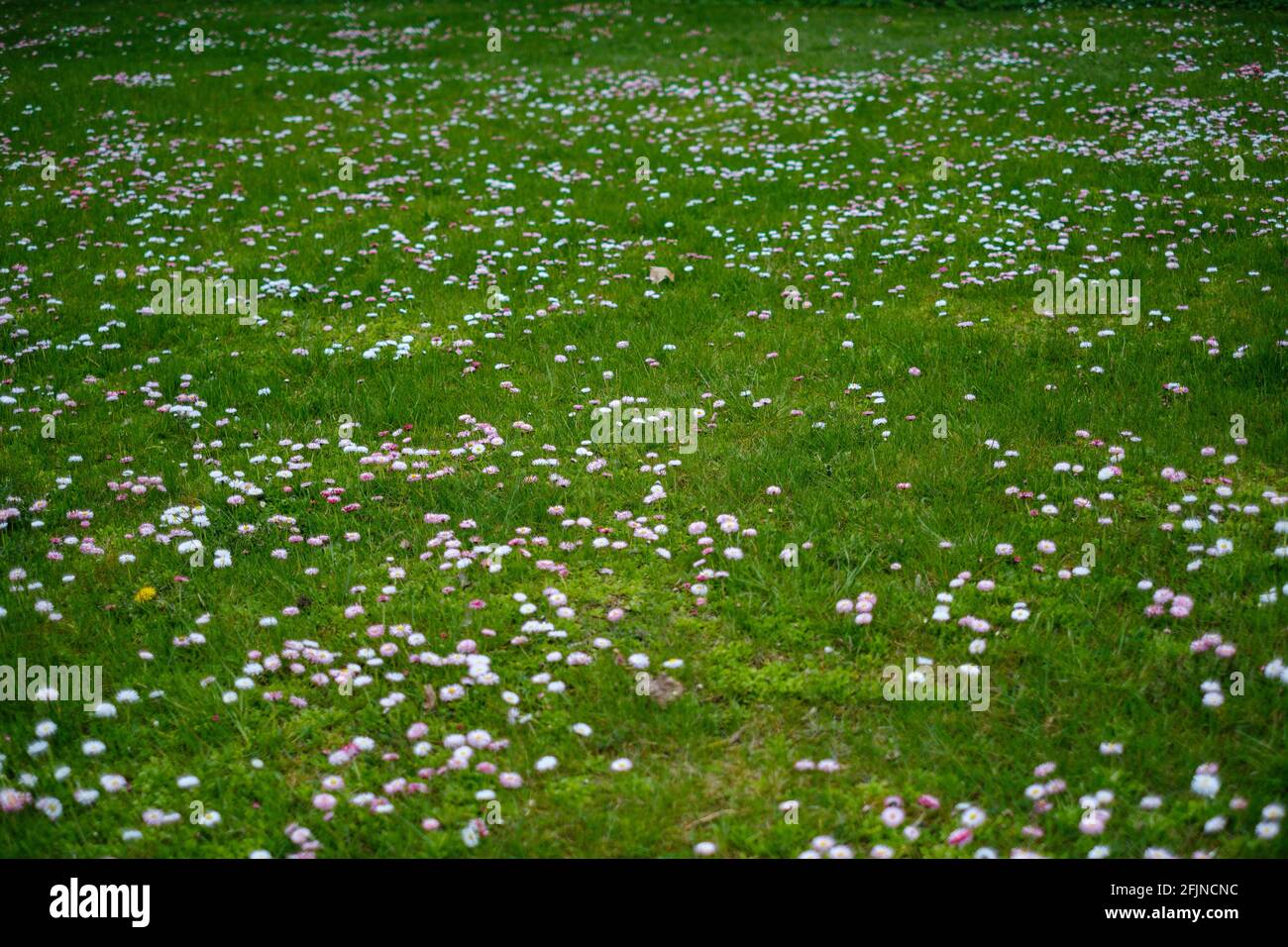green summer meadow abstract texture with flowers and grass Stock Photo ...