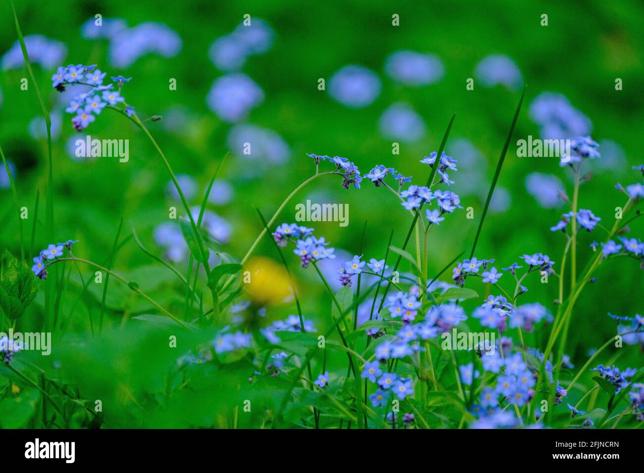 green summer meadow abstract texture with flowers and grass Stock Photo ...