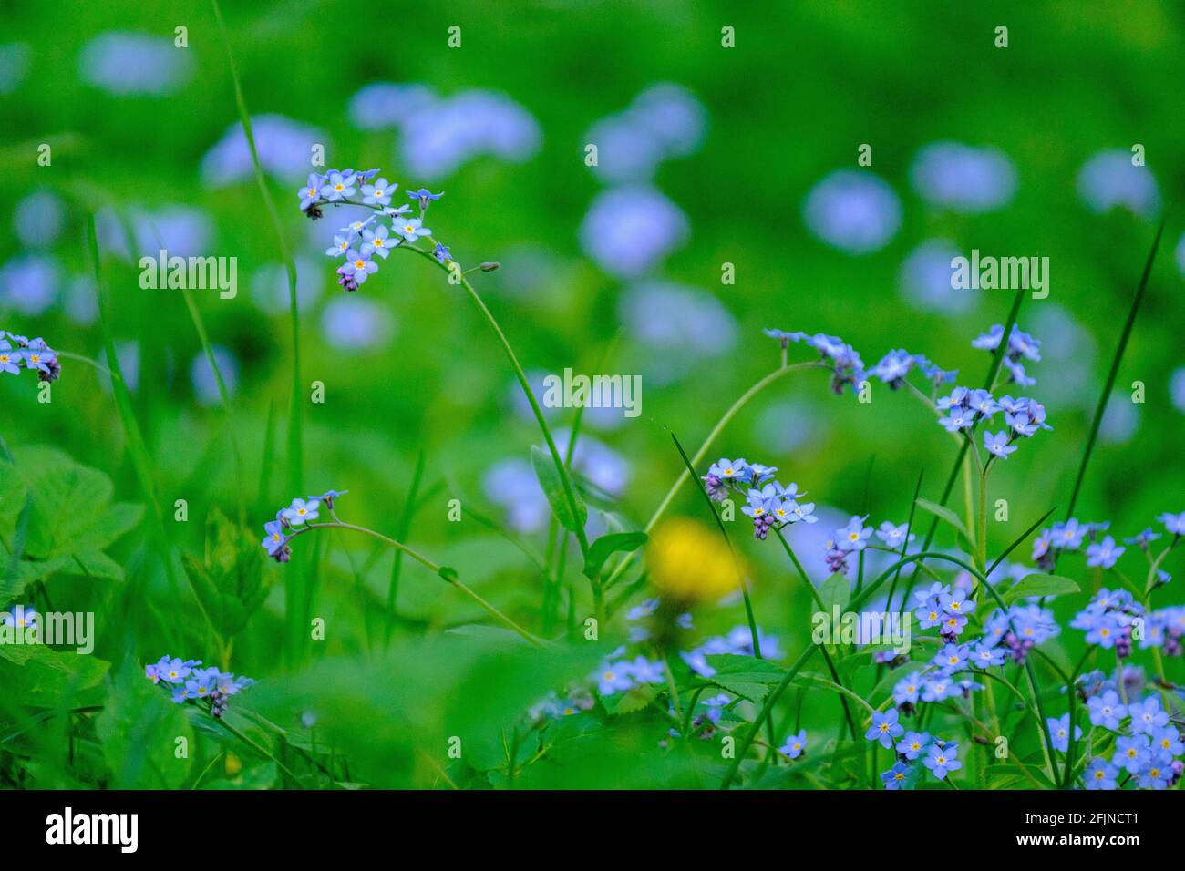 green summer meadow abstract texture with flowers and grass Stock Photo ...