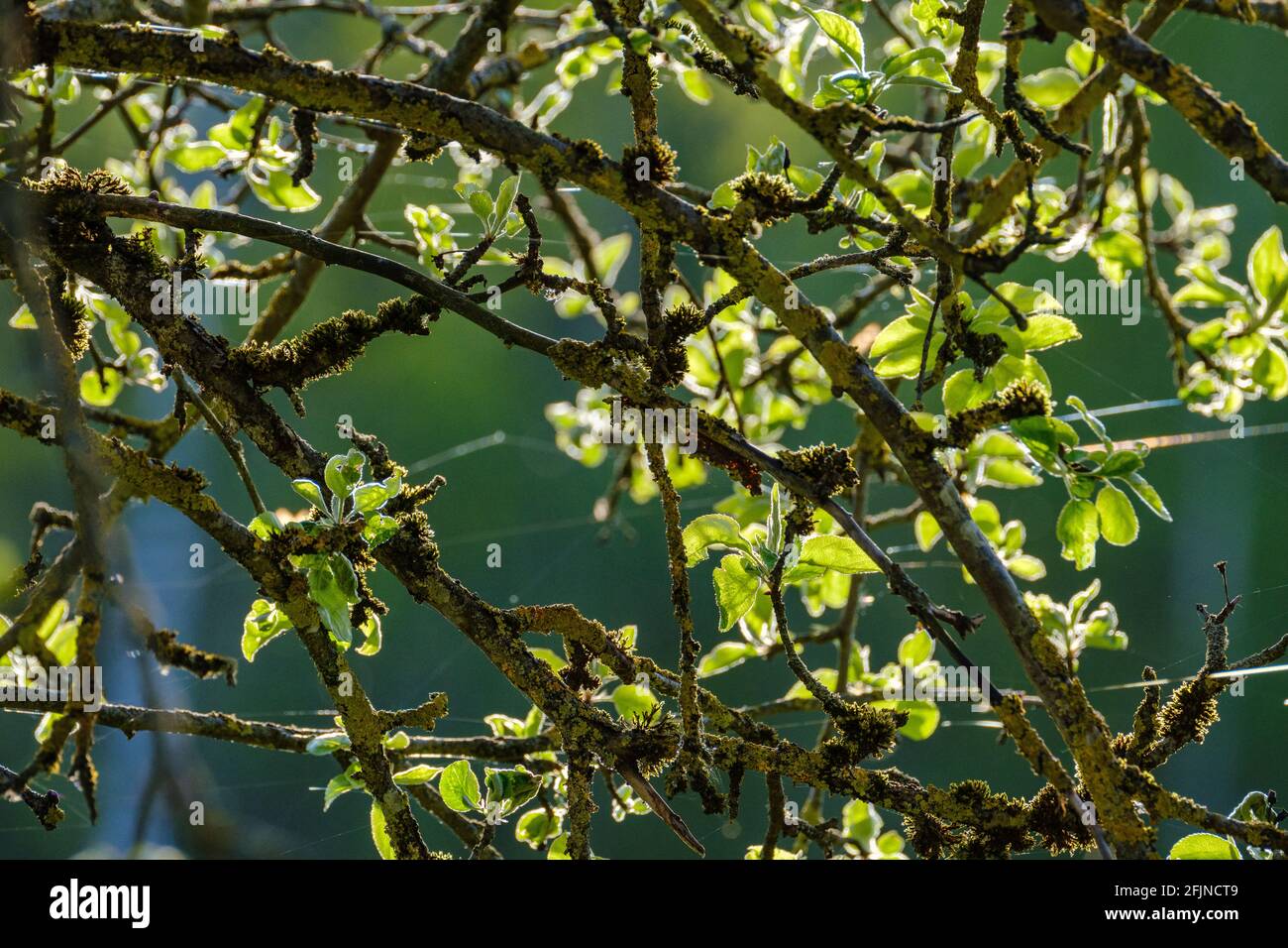 small tree branches in spring on neutral blur background. abstract with ...