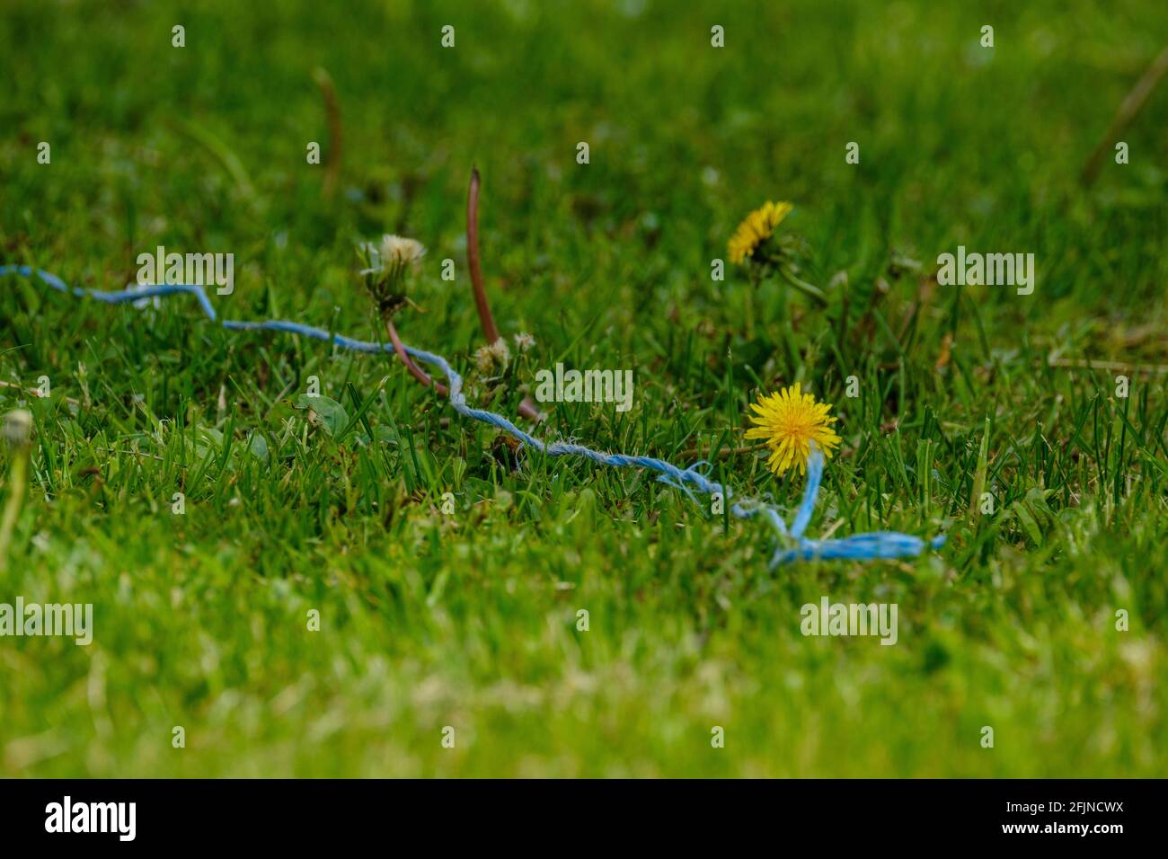 green summer meadow abstract texture with flowers and grass Stock Photo ...