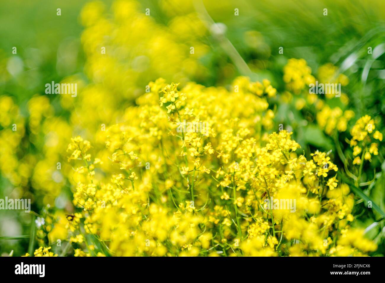 green summer meadow abstract texture with flowers and grass Stock Photo ...