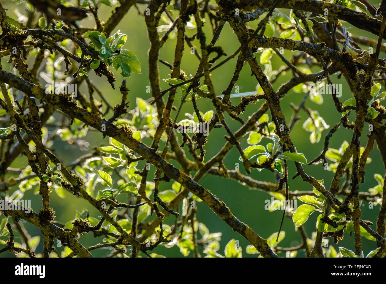 small tree branches in spring on neutral blur background. abstract with ...