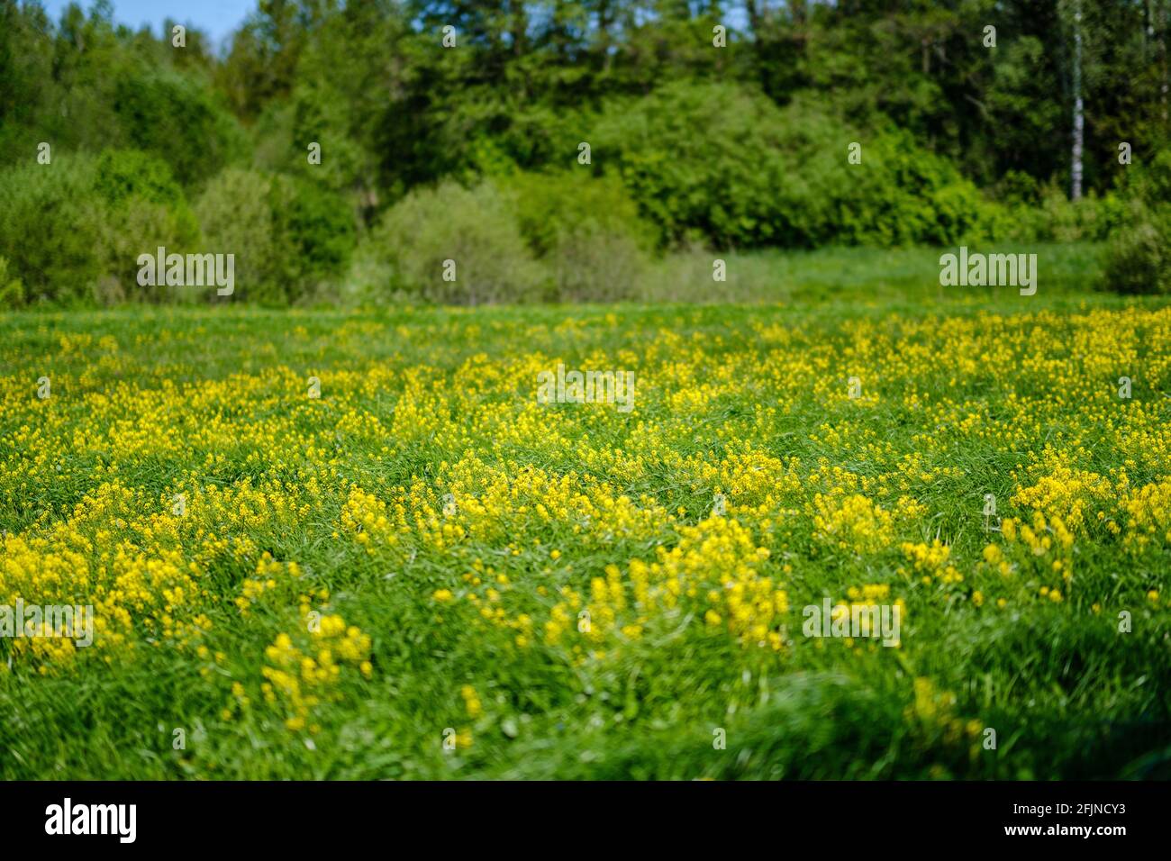 green summer meadow abstract texture with flowers and grass Stock Photo ...