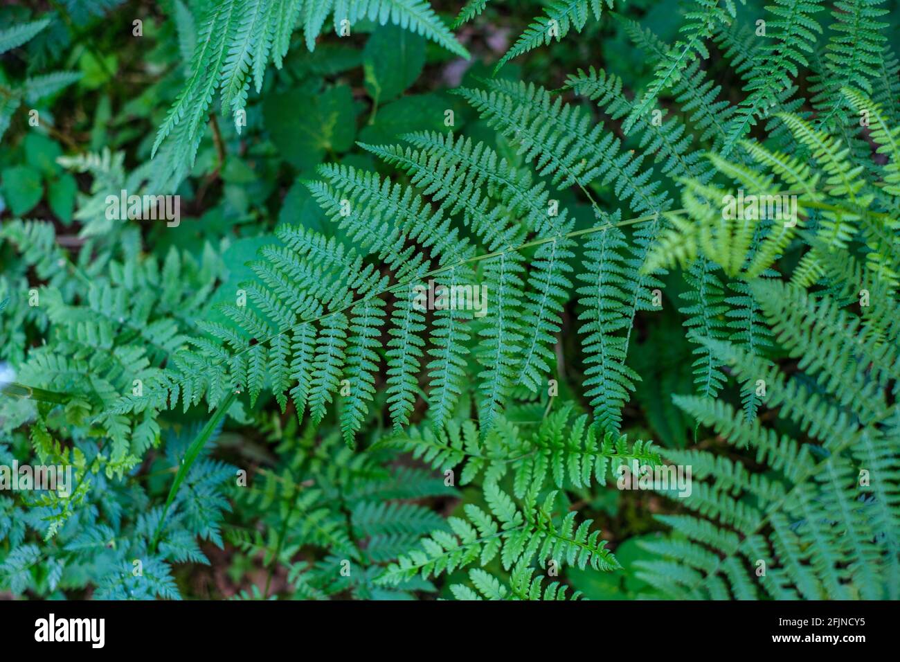 green summer meadow abstract texture with flowers and grass Stock Photo ...