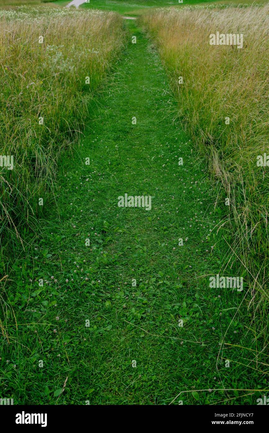 green summer meadow abstract texture with flowers and grass Stock Photo ...