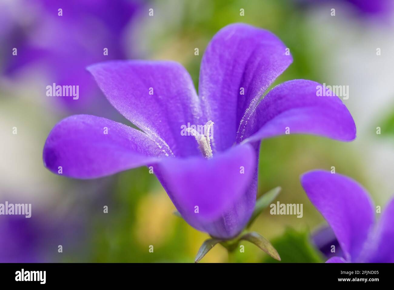 Blue bellflower closeup. Horizontally Stock Photo - Alamy
