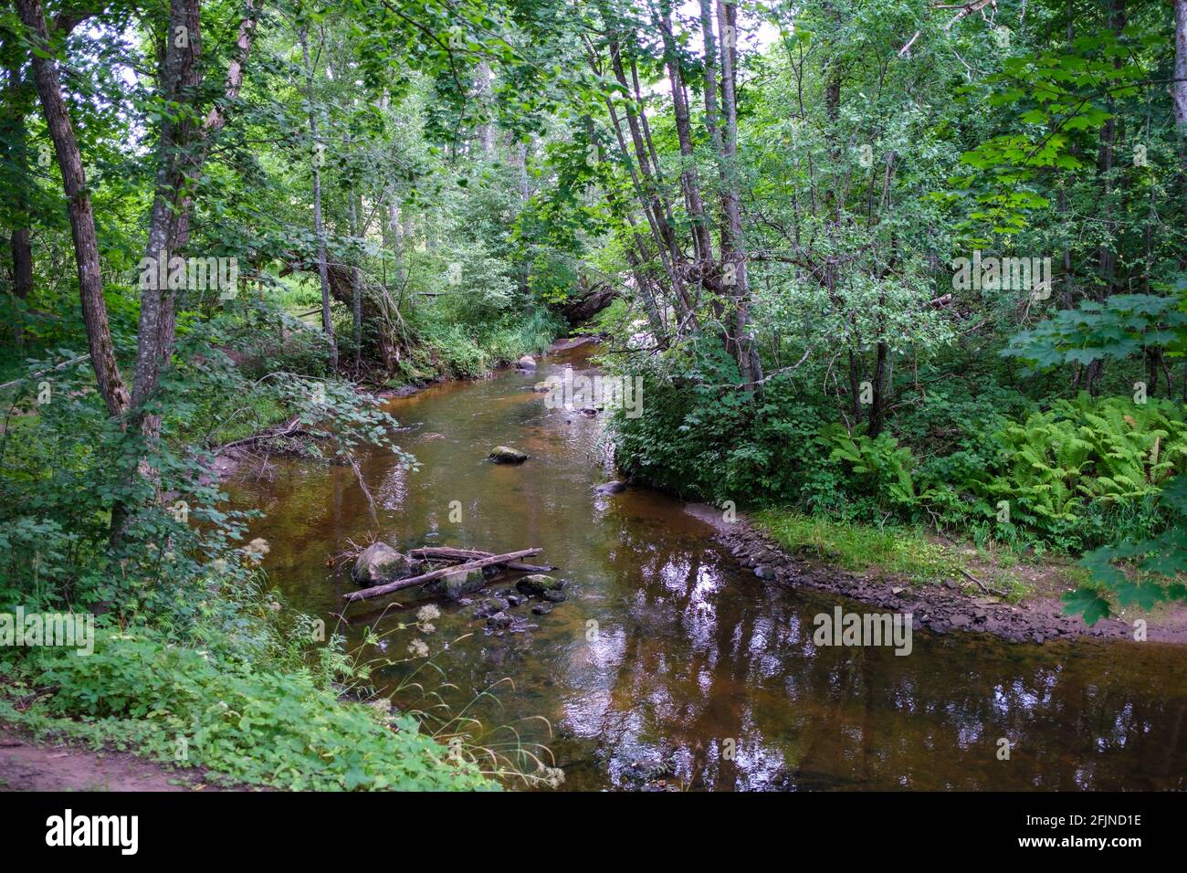 slow forest river in summer green woods with rocks in stream and small ...