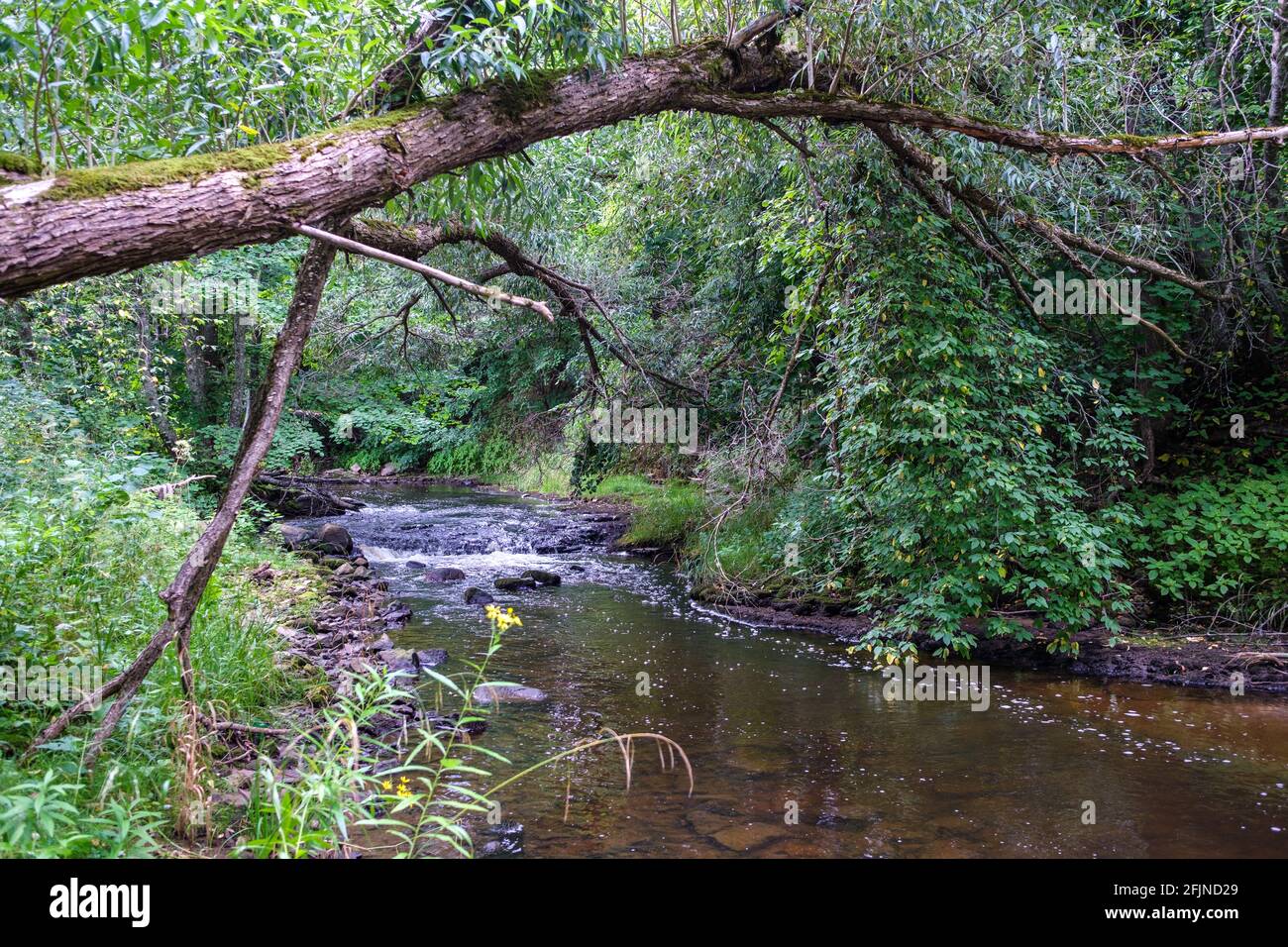 slow forest river in summer green woods with rocks in stream and small ...