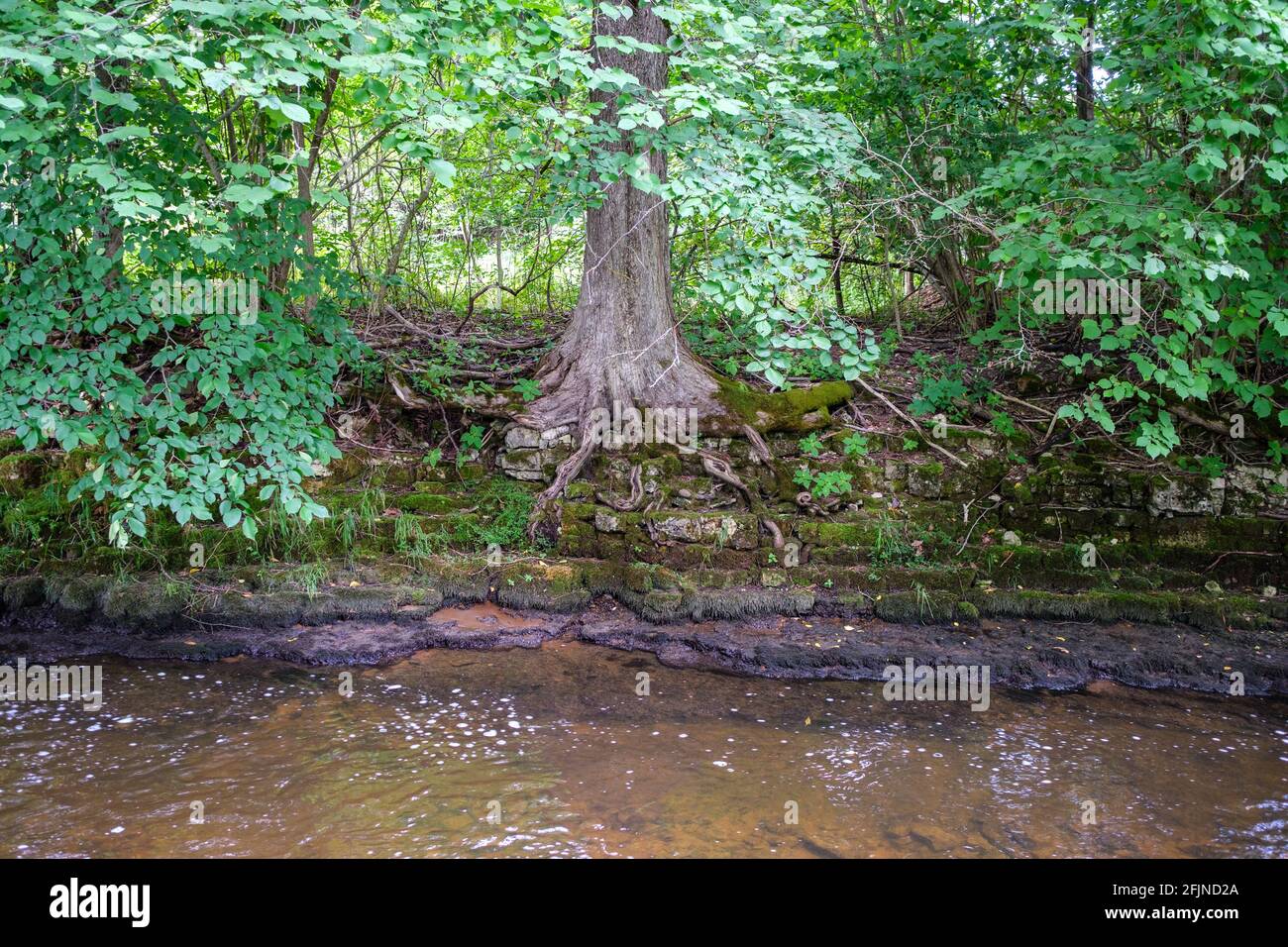 slow forest river in summer green woods with rocks in stream and small ...