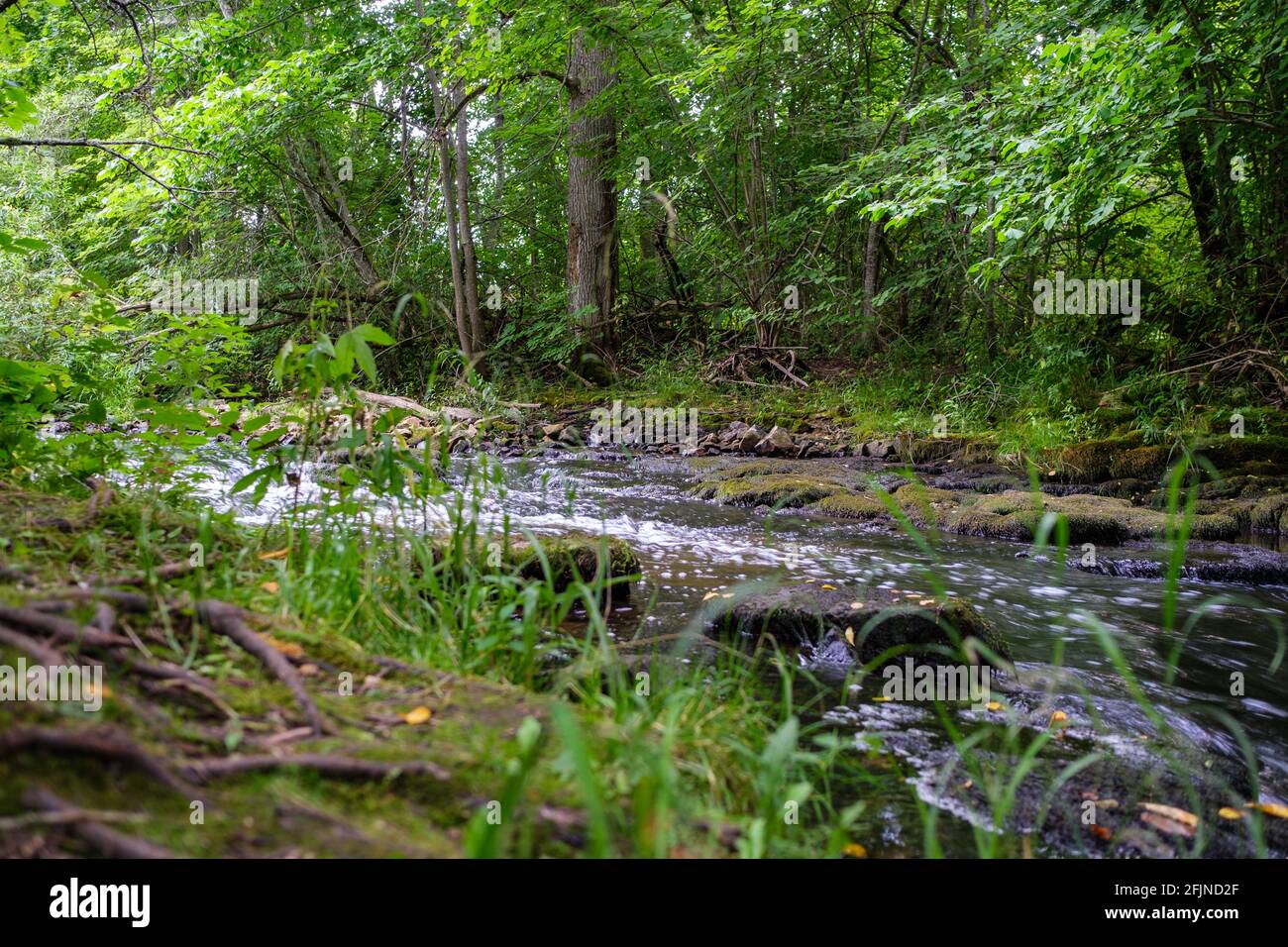 slow forest river in summer green woods with rocks in stream and small ...