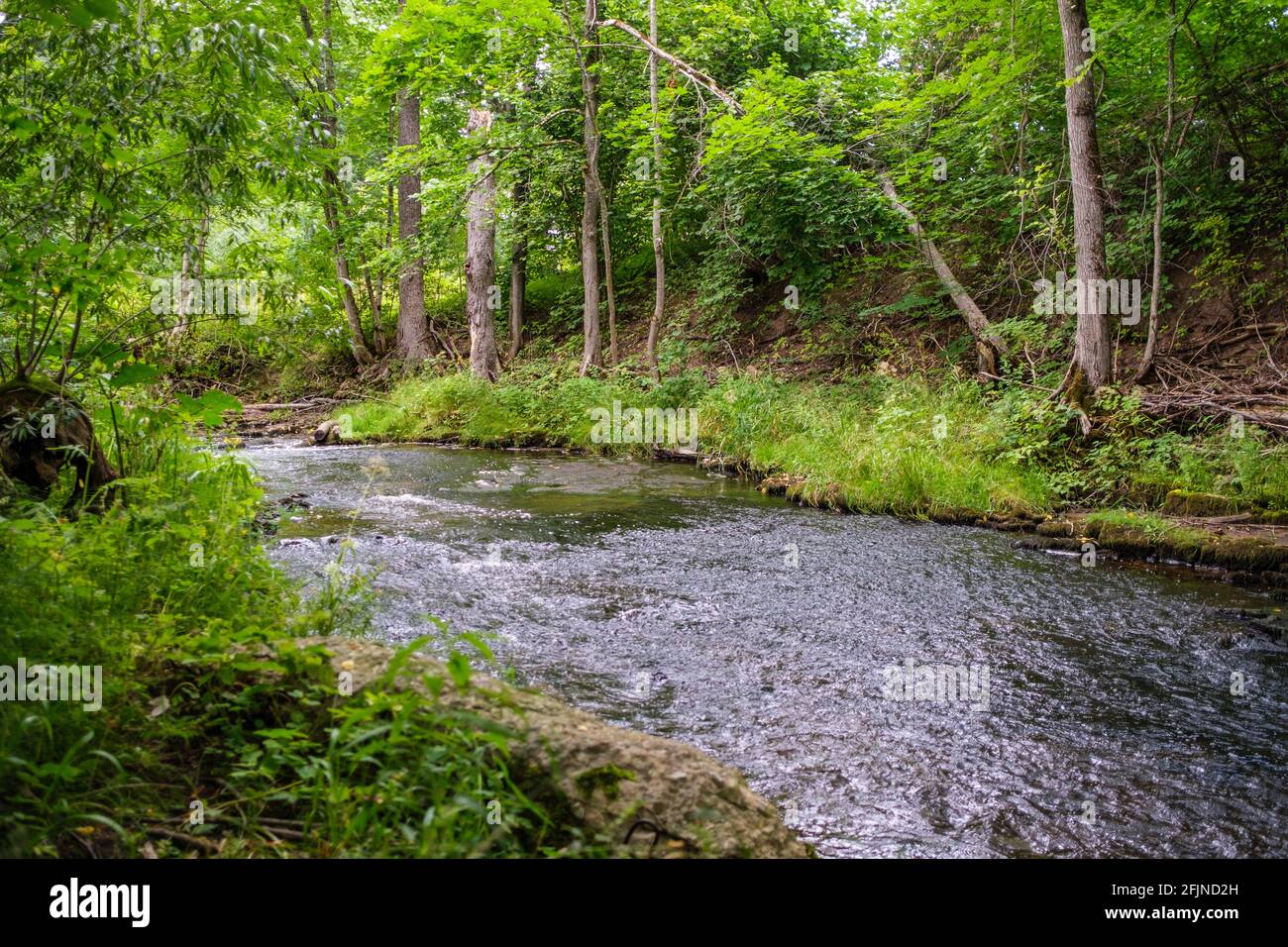 slow forest river in summer green woods with rocks in stream and small ...