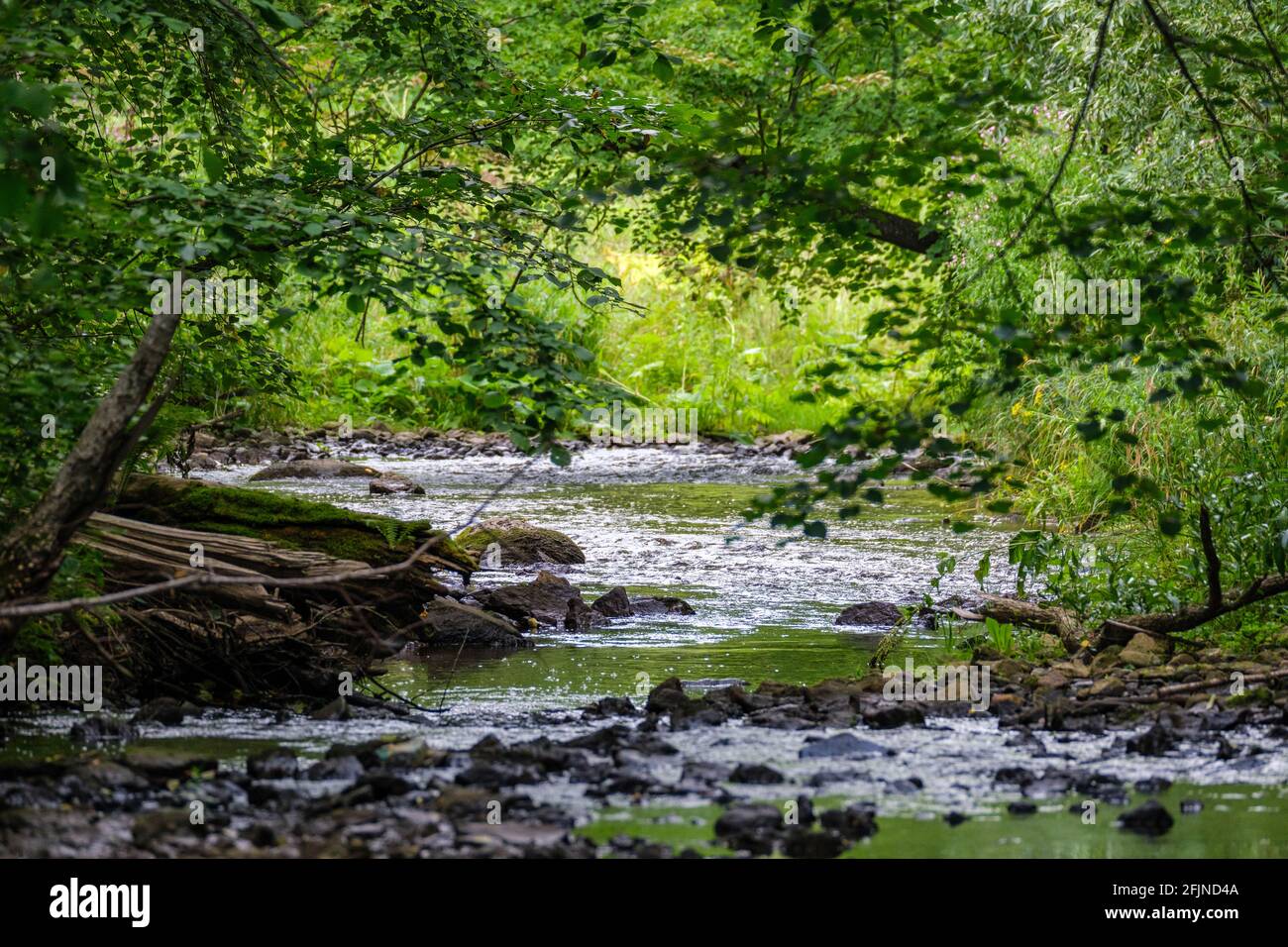 slow forest river in summer green woods with rocks in stream and small ...