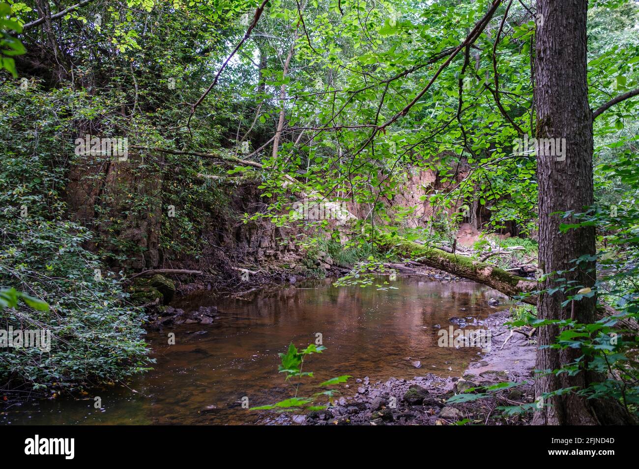 slow forest river in summer green woods with rocks in stream and small ...
