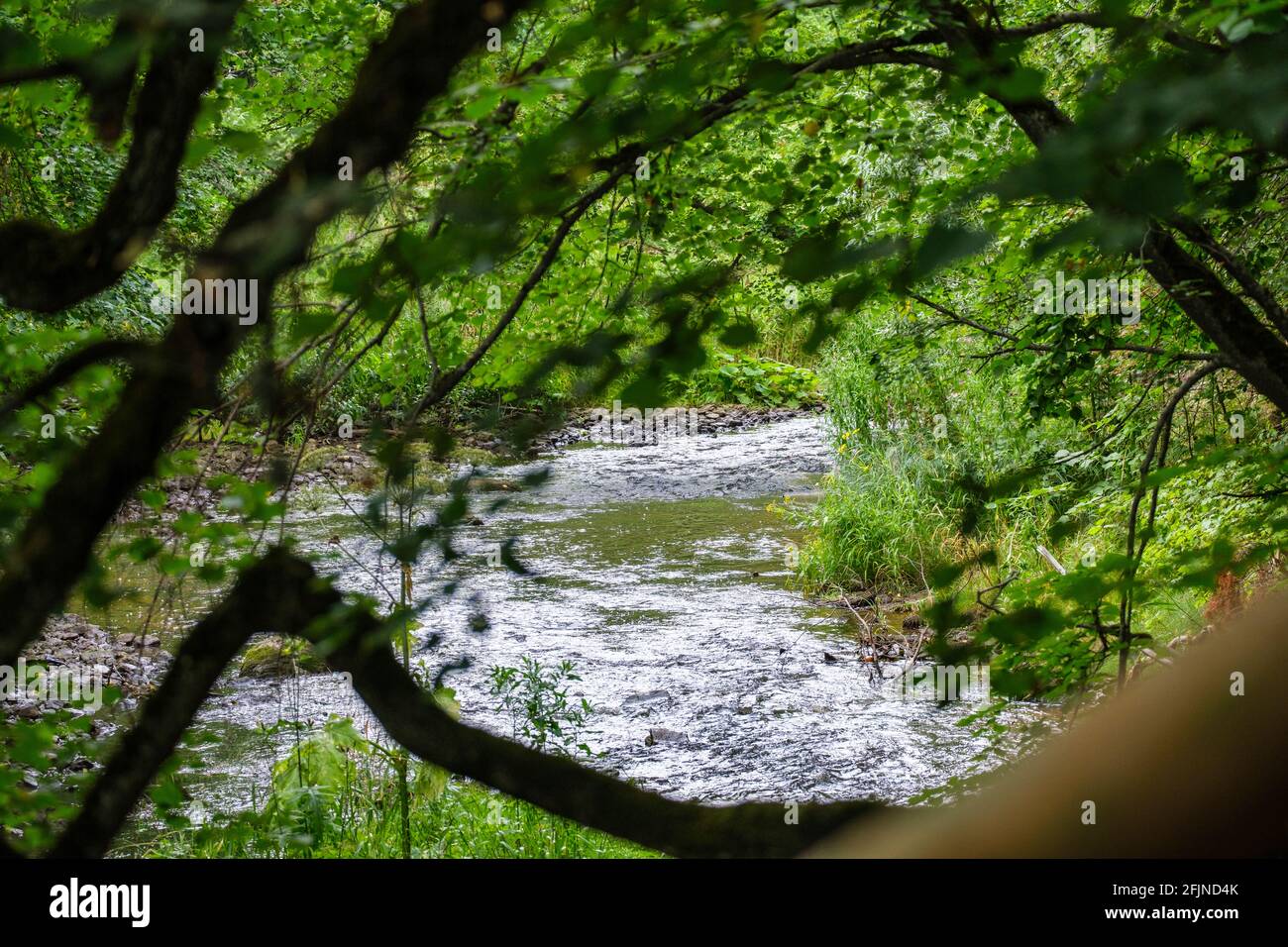 slow forest river in summer green woods with rocks in stream and small ...
