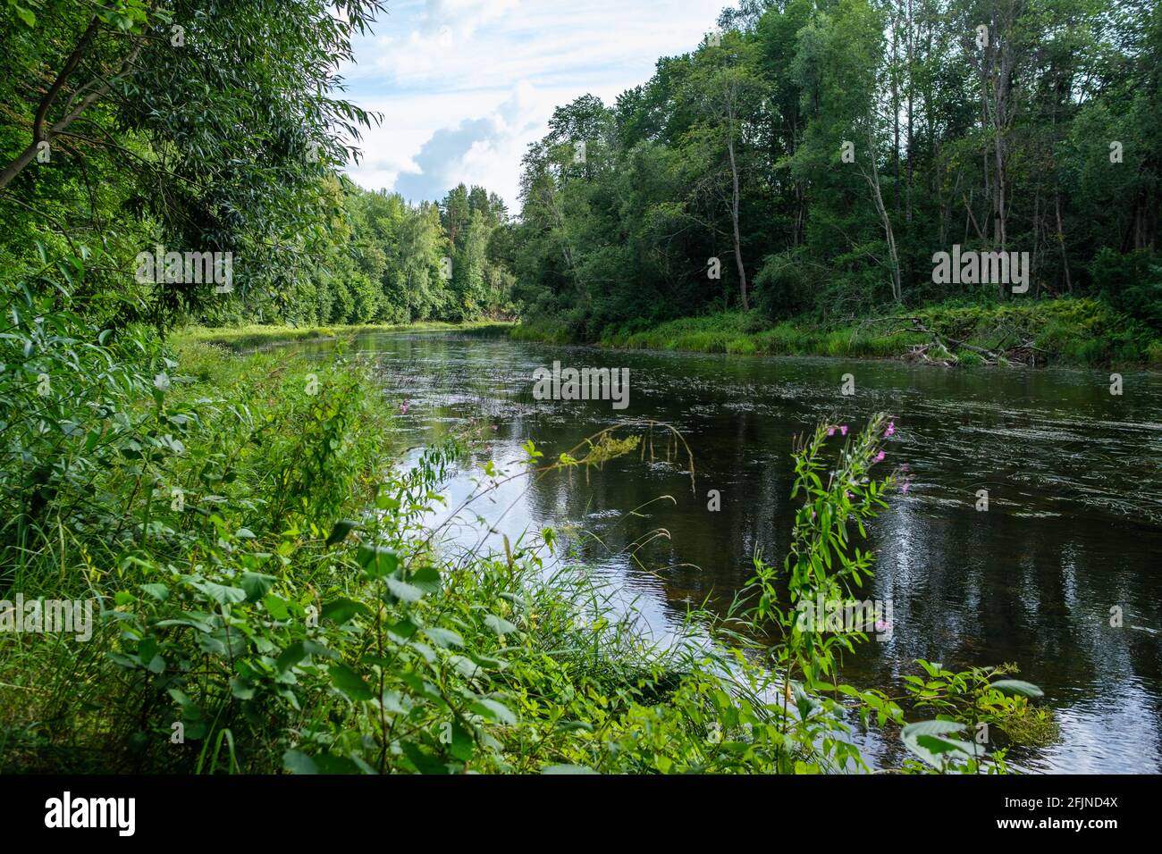 slow forest river in summer green woods with rocks in stream and small ...
